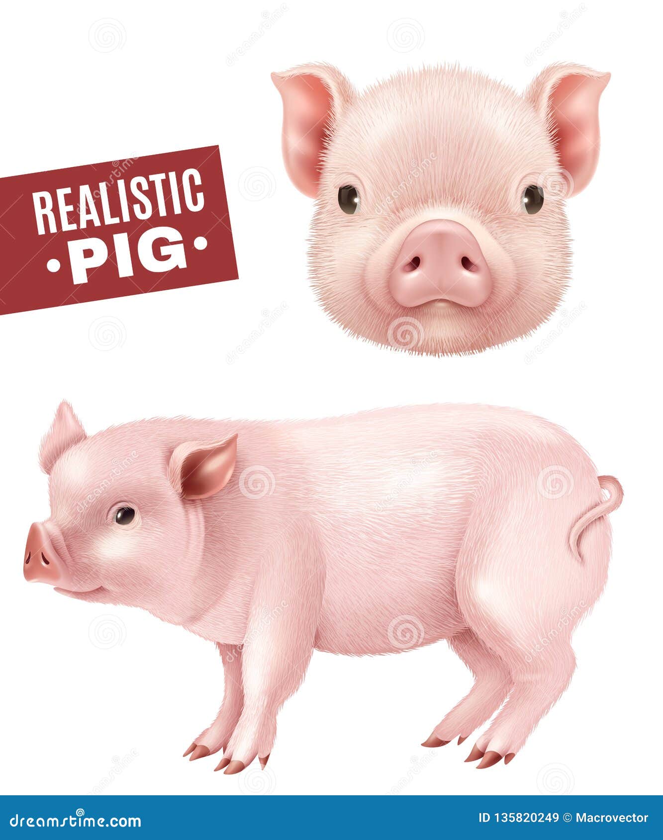 Cartoon Pig Side View