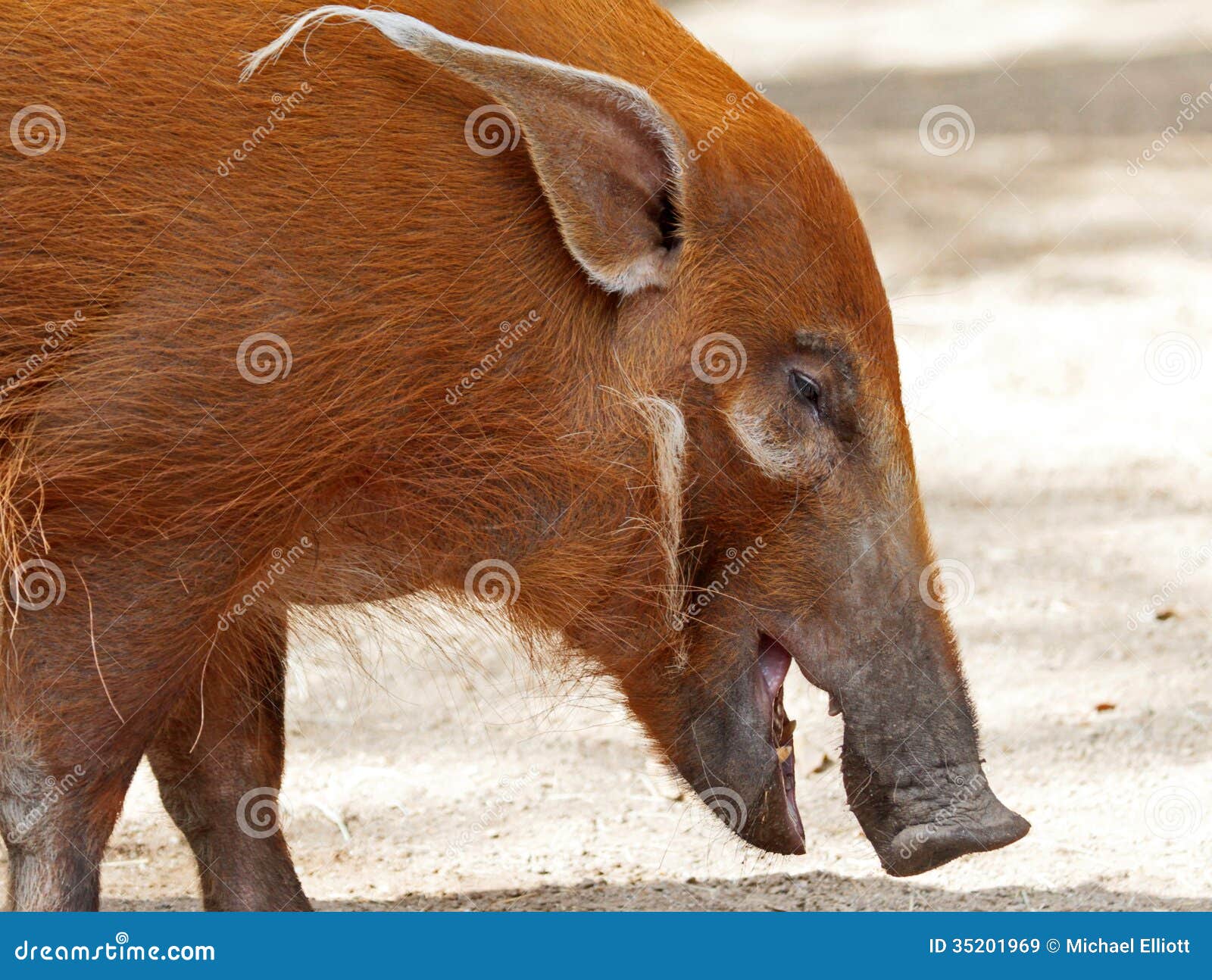 Pig stock image. Image of feed, captivity, close, golden - 35201969