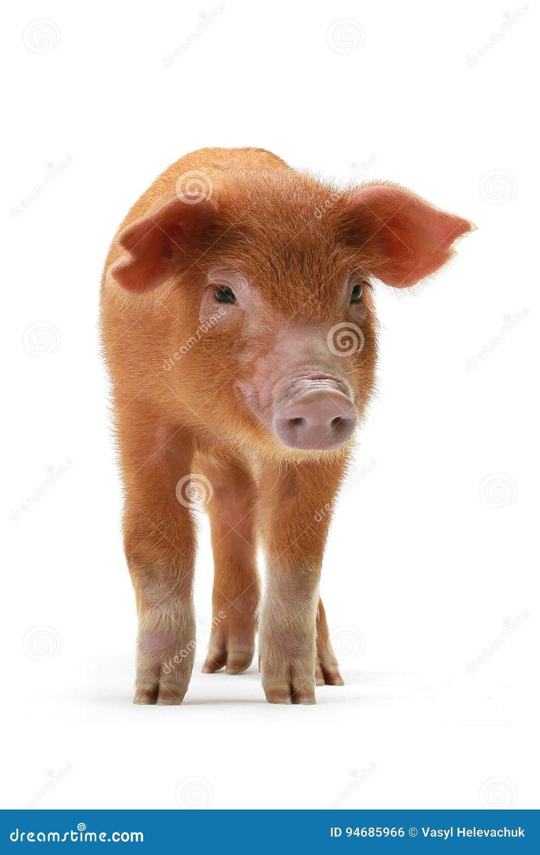 Pig red stock photo. Image of tail, small, animals, studio - 94685966