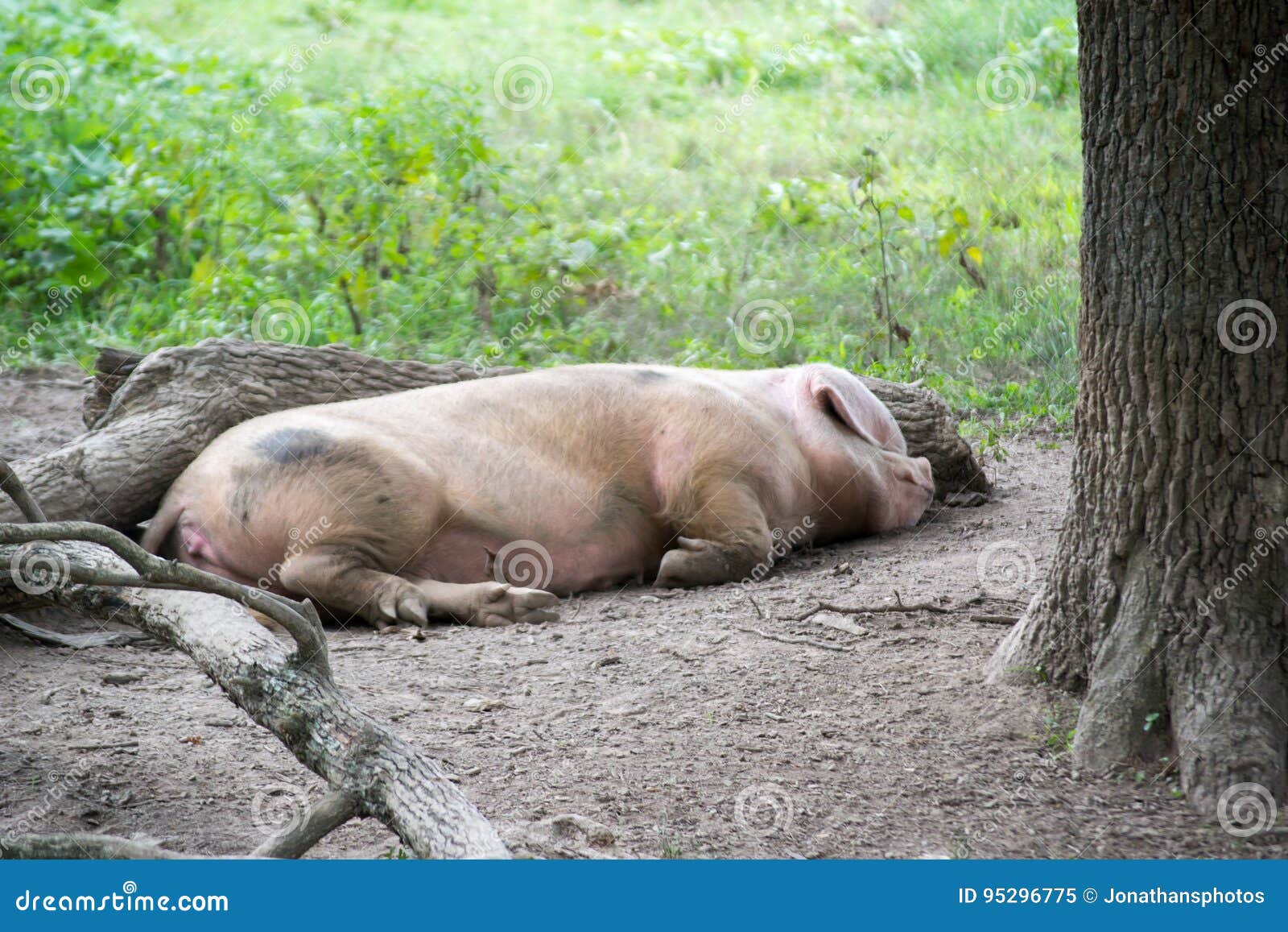 Pig Relaxing stock image. Image of close, cute, industry - 95296775