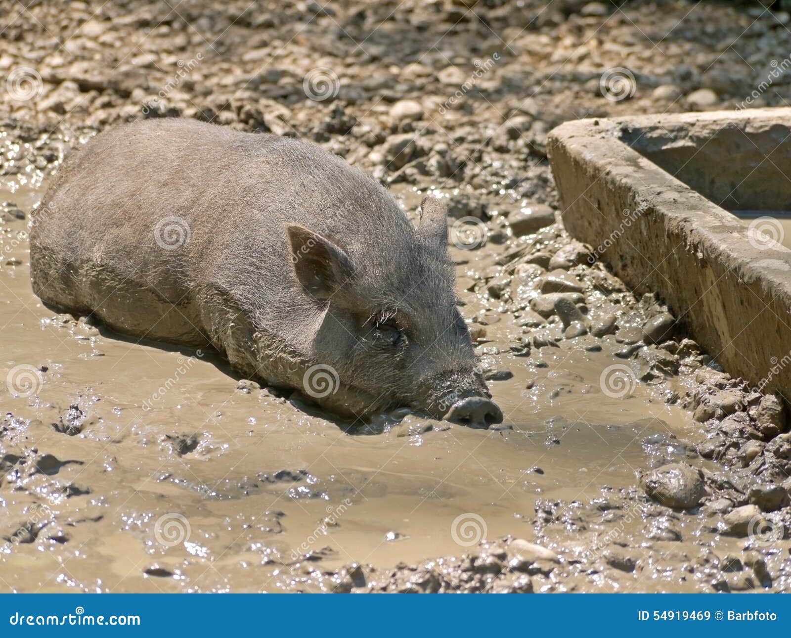 Pig stock image. Image of water, trough, bellied, relaxing - 54919469