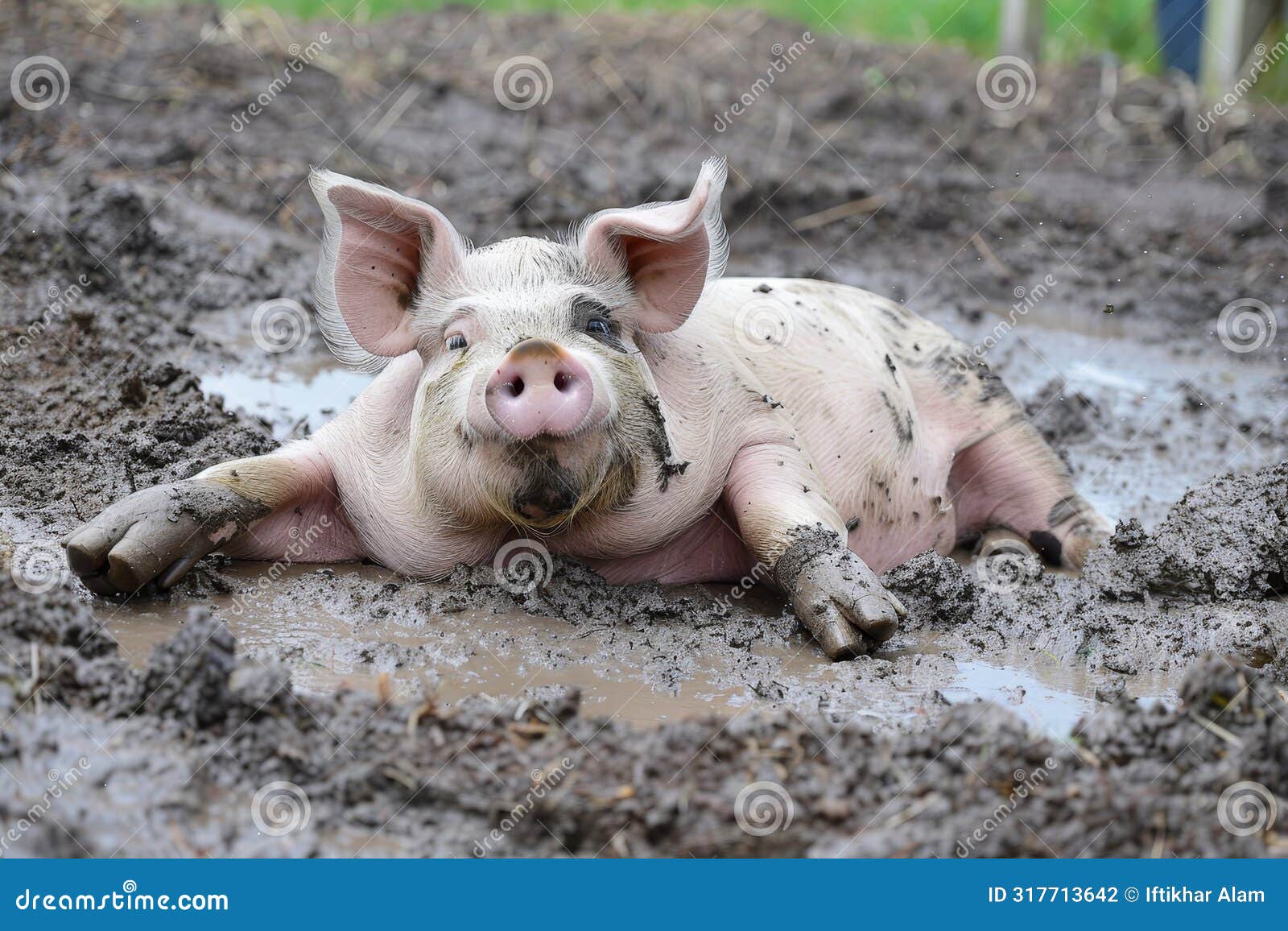 A Pig is Relaxing and Rolling in the Mud, a Playful Pig Rolling Around ...
