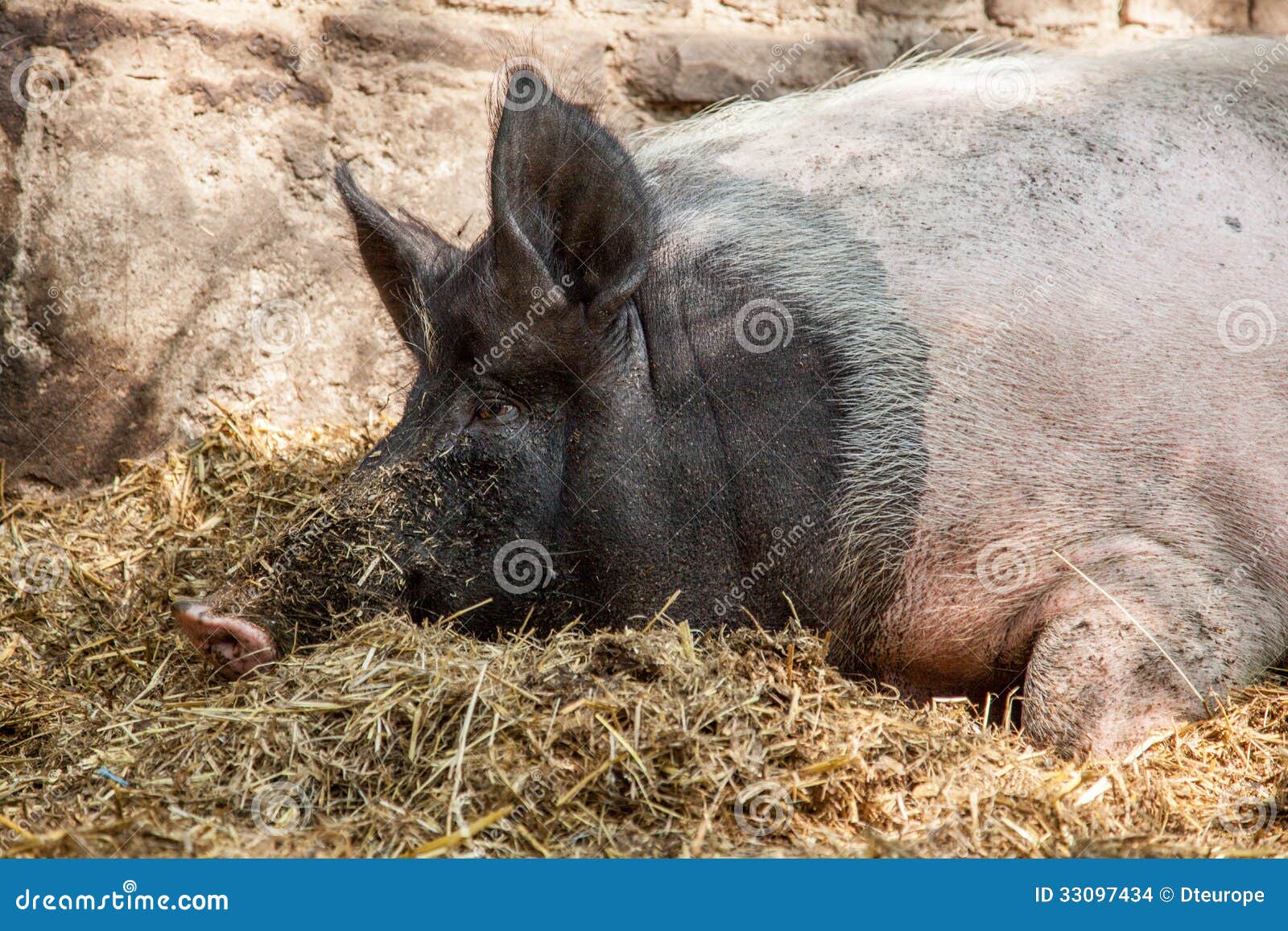 Pig relaxing stock photo. Image of nose, cage, nature - 33097434