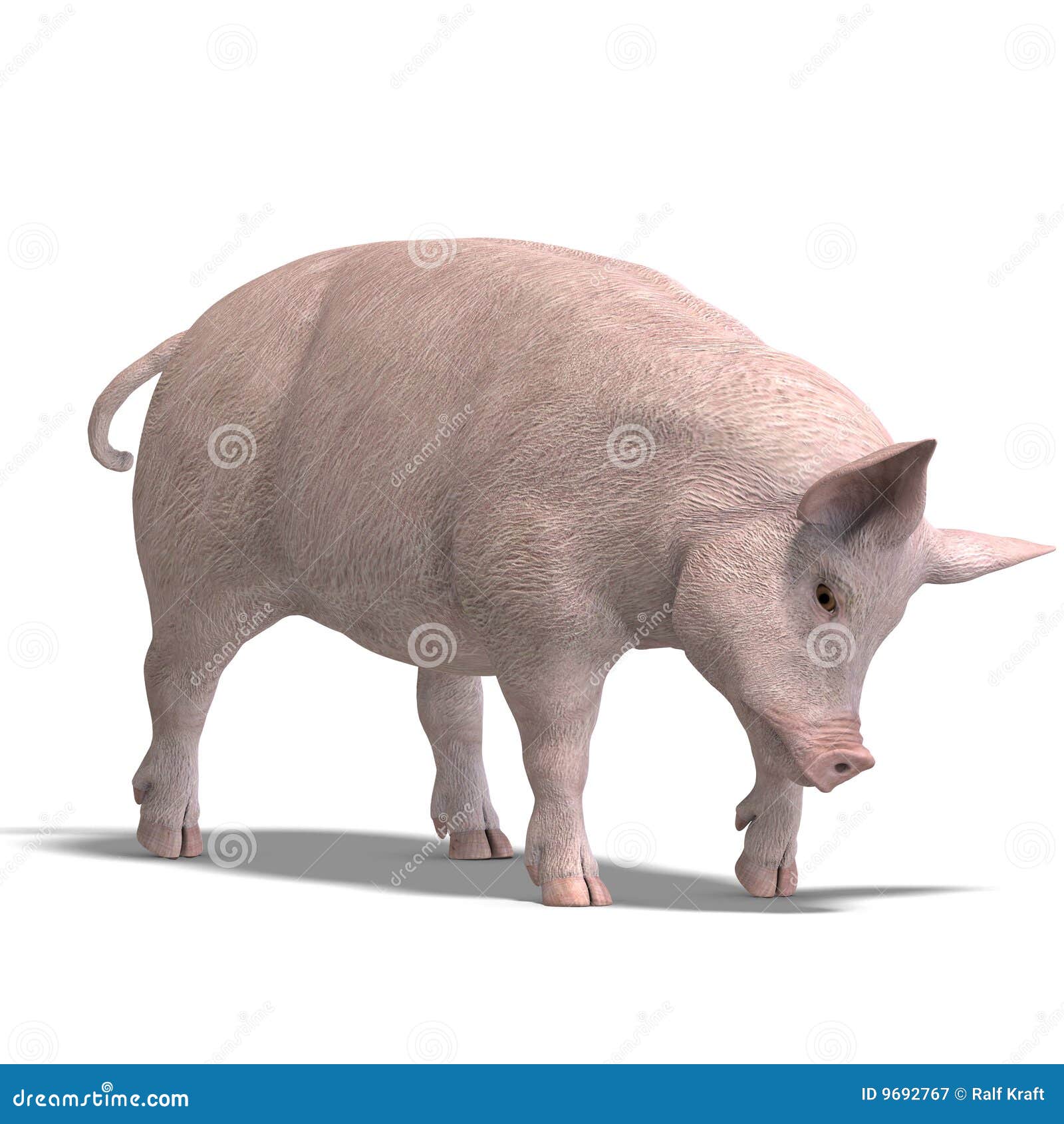 Pig render stock illustration. Illustration of lucky, carnivora - 9692767