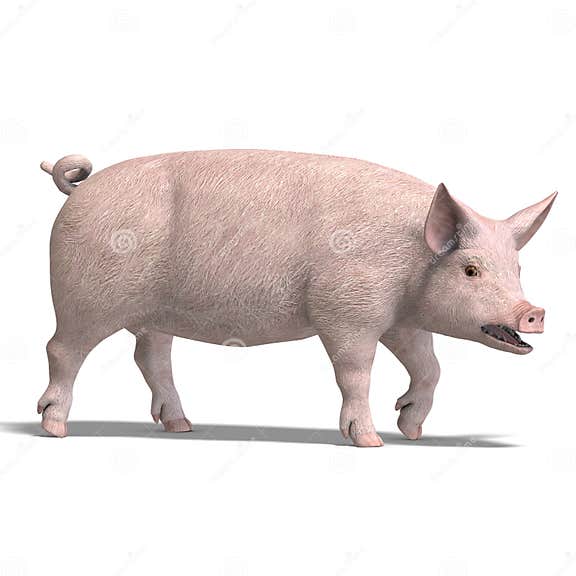 Pig render stock illustration. Illustration of isolated - 9763389