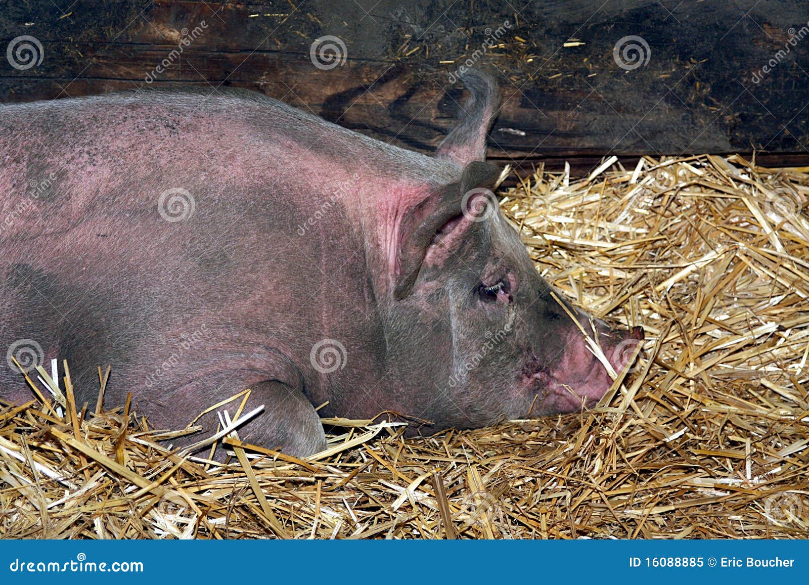 Pig resting stock image. Image of smell, mammal, livestock - 16088885