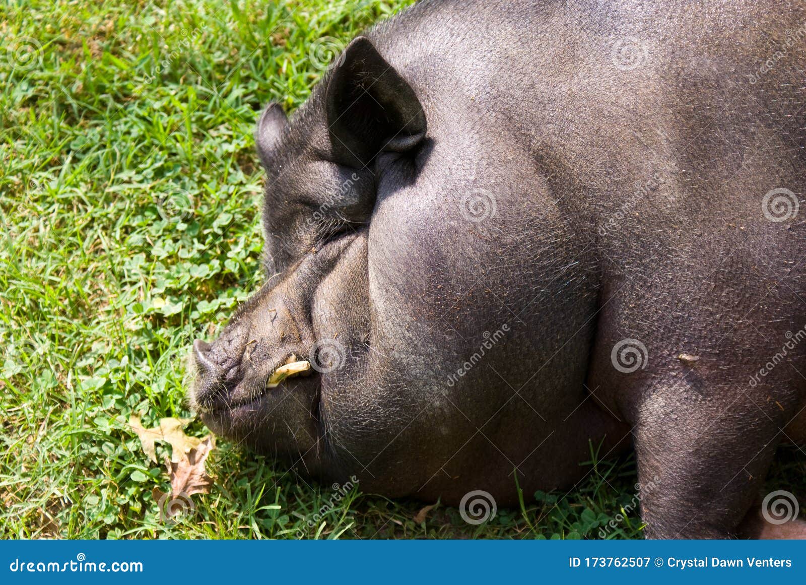 Pig stock image. Image of omnivore, farm, mammal, wild - 173762507