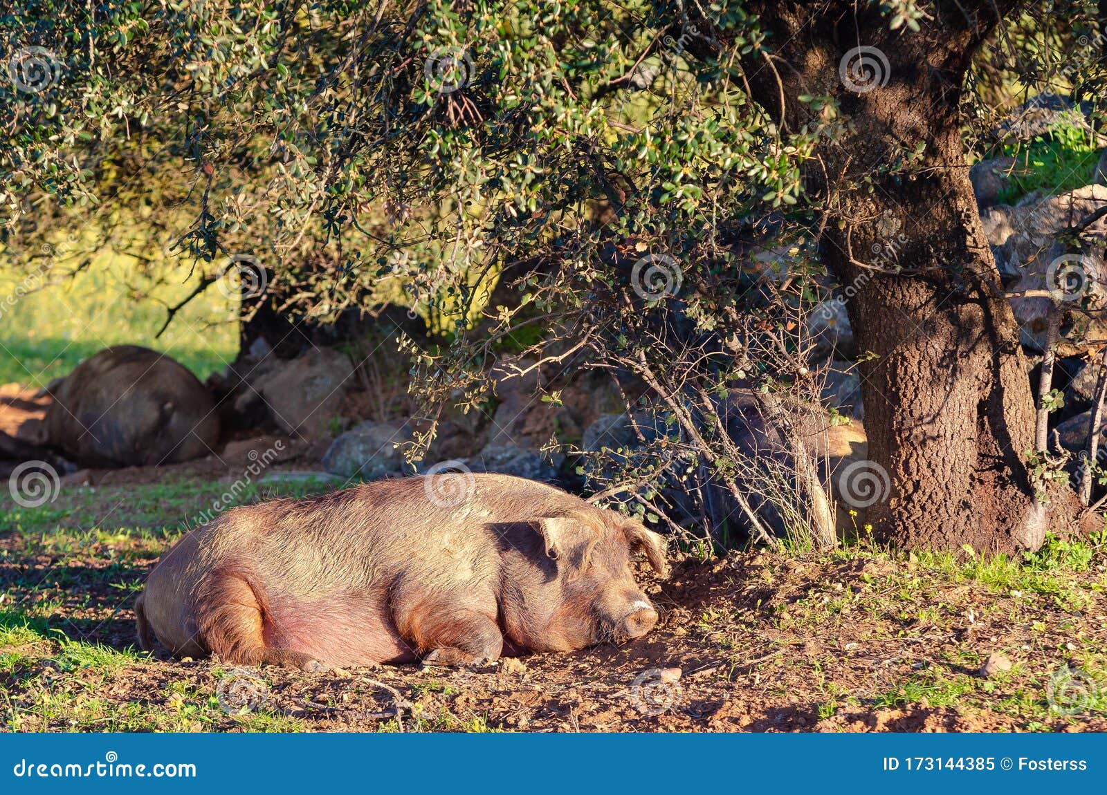 Pig resting on the ground stock image. Image of domestic - 173144385