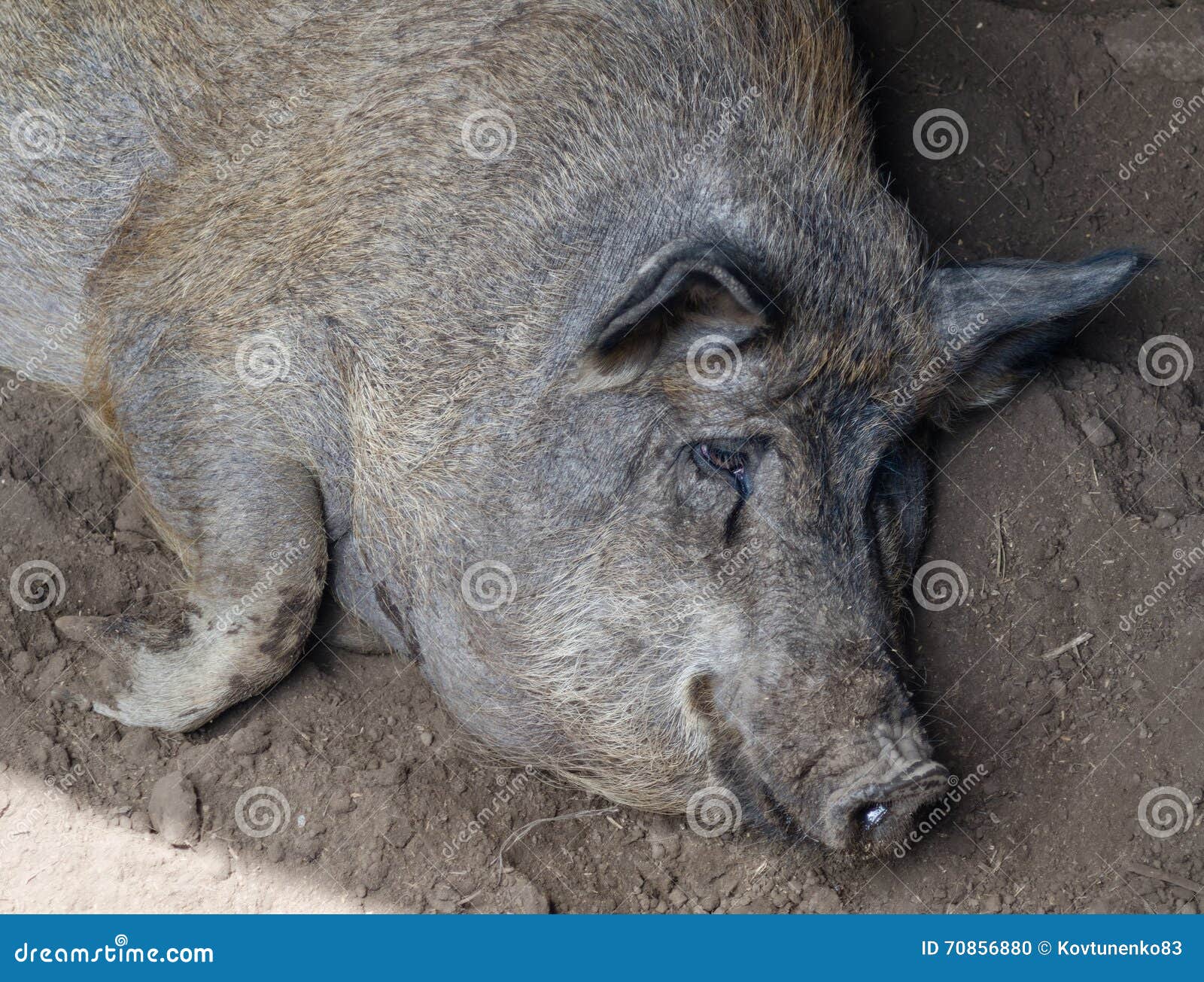 Pig resting in the mud stock photo. Image of mammals - 70856880