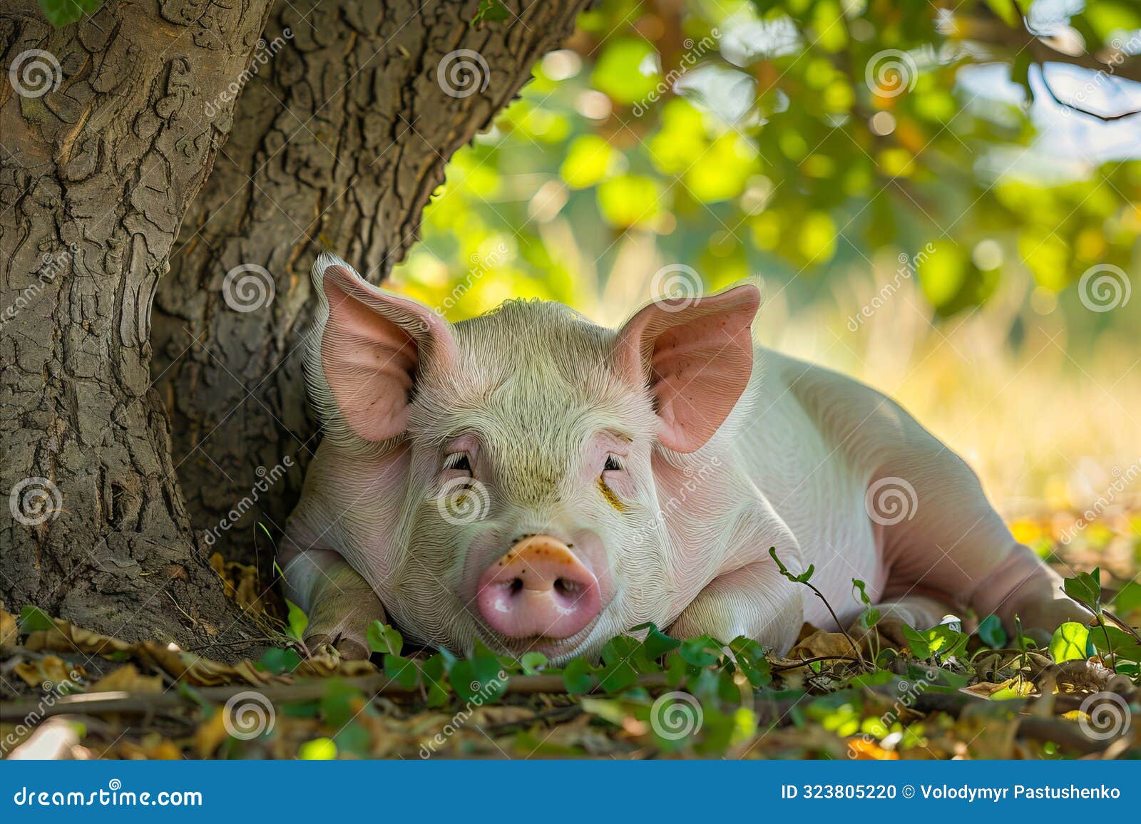 A Pig is Resting Under a Tree in the Grass Stock Photo - Image of floor ...