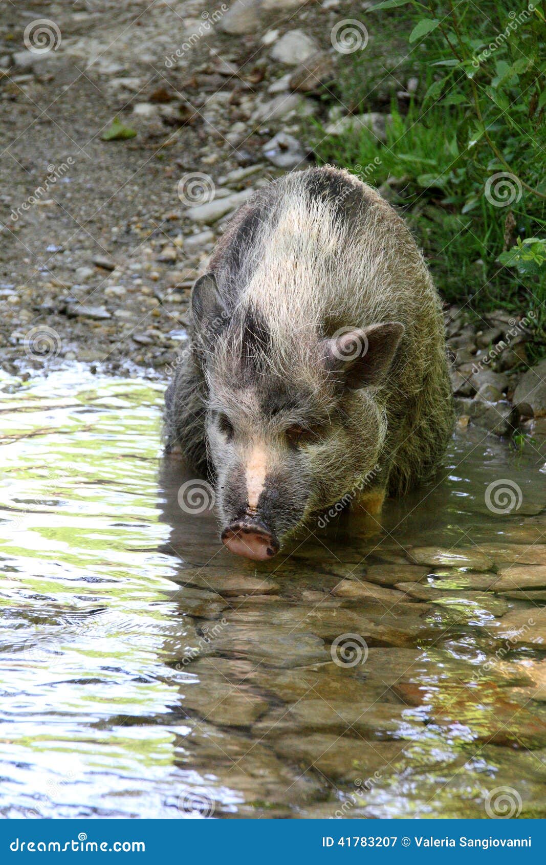 Pig in the river stock image. Image of snout, mammal - 41783207