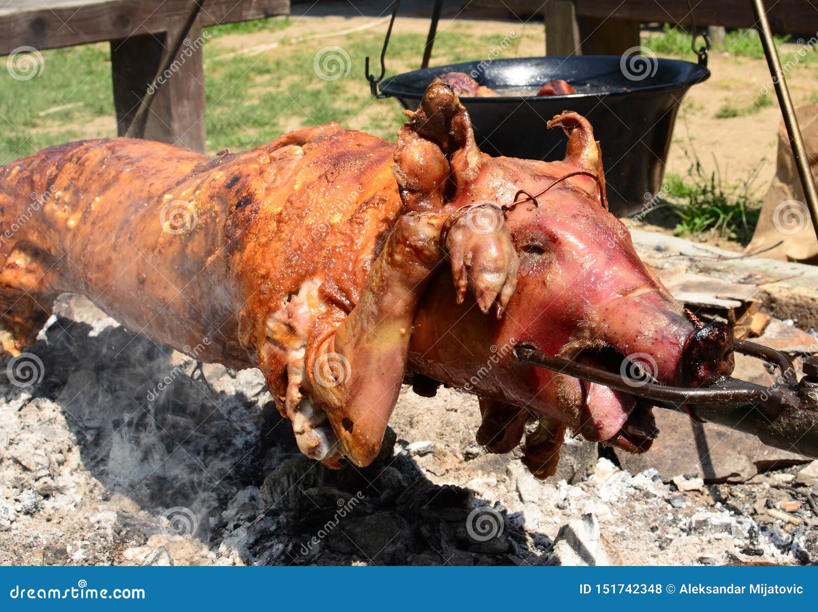 Pig roasted on a fire stock photo. Image of porky, spit - 151742348
