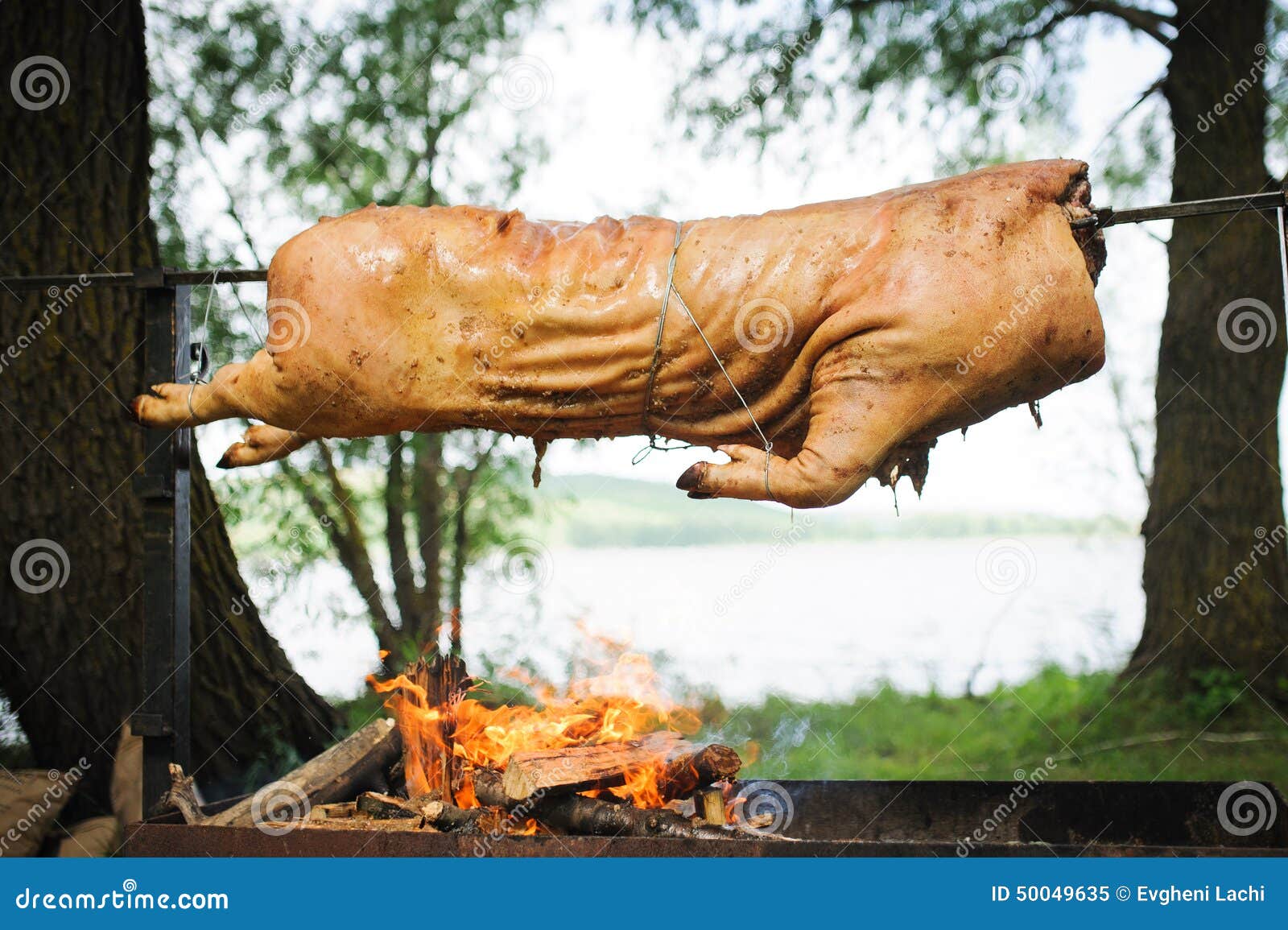 Pig stock image. Image of porky, banquet, string, roasted - 50049635