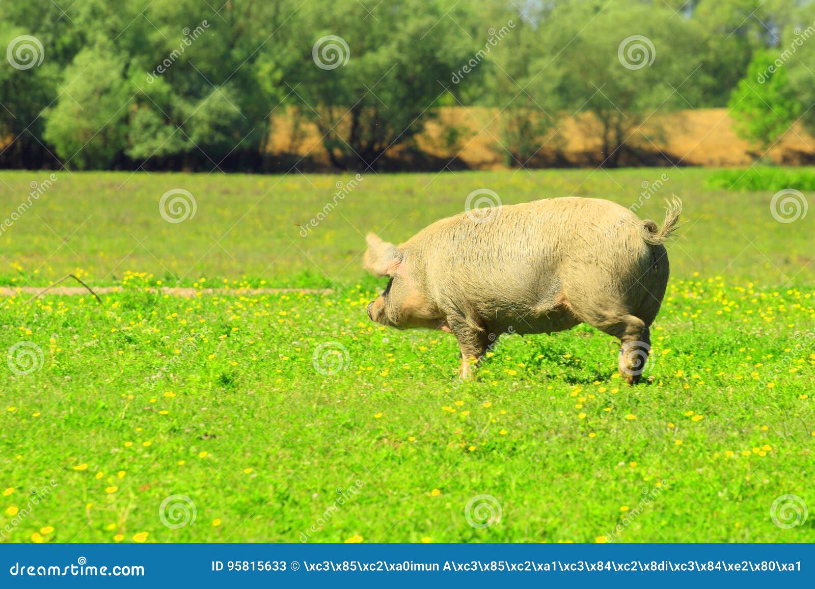 Pig in run stock image. Image of animals, piggy, outdoor - 95815633