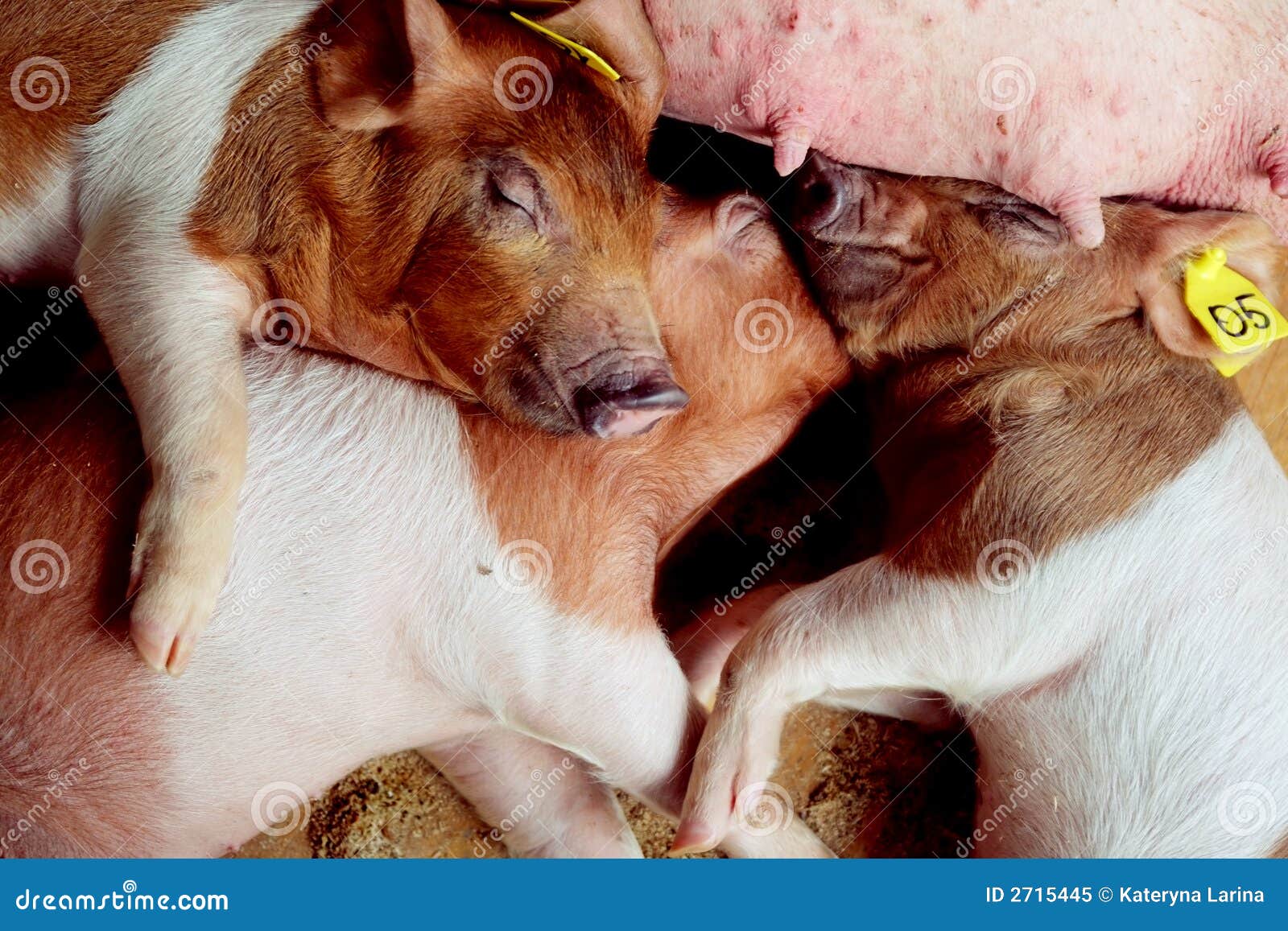 Pig`s family stock image. Image of agriculture, eating - 2715445