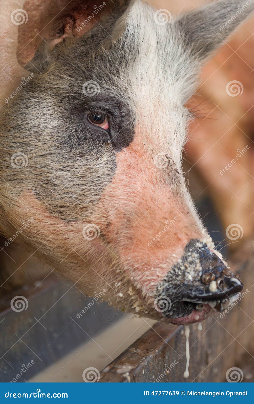 Pigs head in the farm stock image. Image of minipig, livestock - 47277639