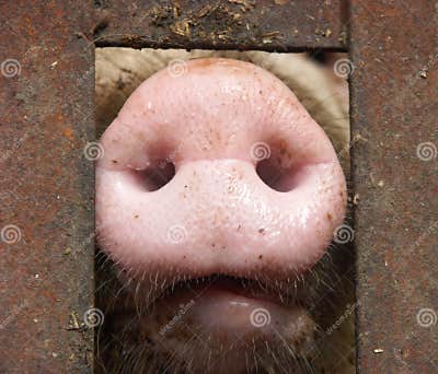 Pig s Nose stock image. Image of nose, h1n1, meat, grunt - 12508603