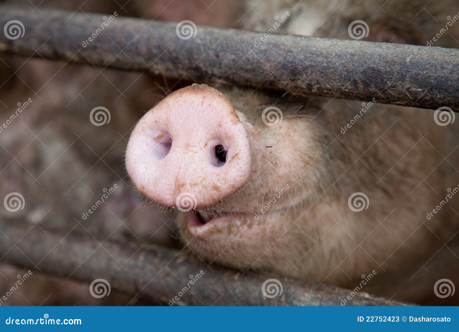 Pig s Snout Behind Bars stock image. Image of hogs, piggies - 22752423