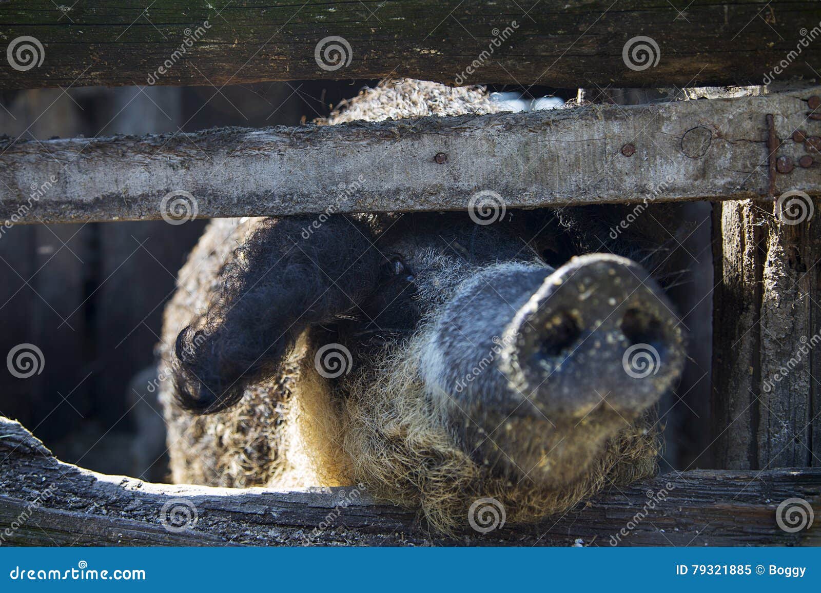 Pig`s snout stock image. Image of livestock, snout, nose - 79321885