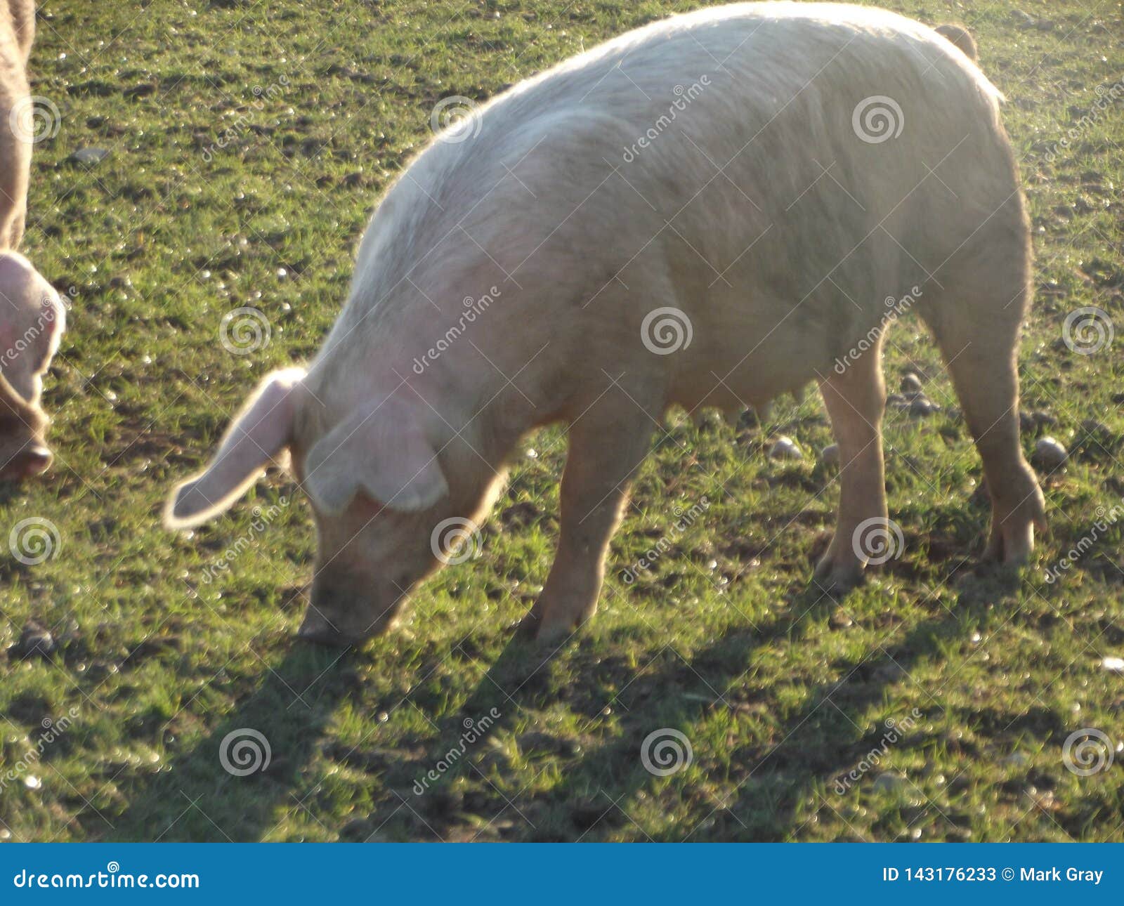 Farm Pig stock image. Image of animal, farm, shadows - 143176233