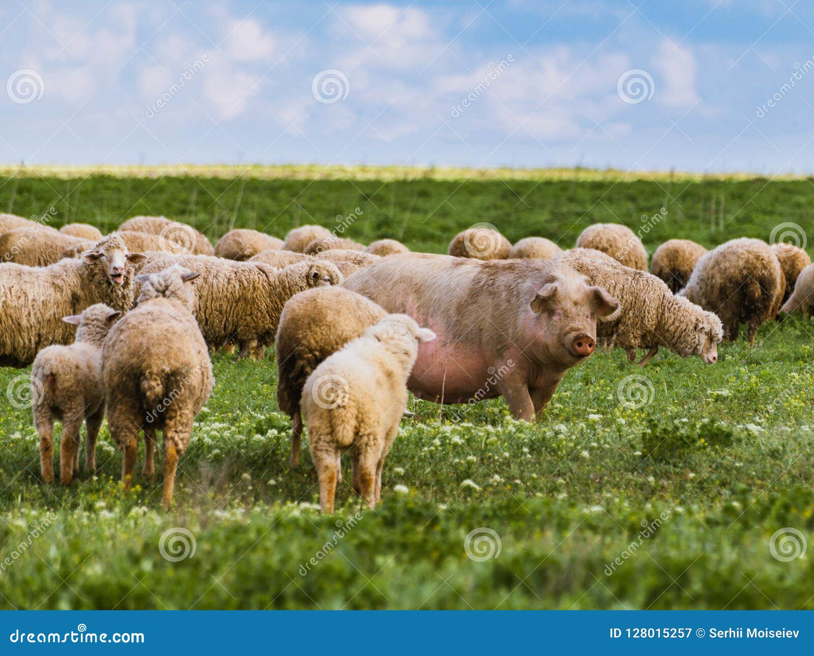 A pig among sheep stock image. Image of looking, difference - 128015257