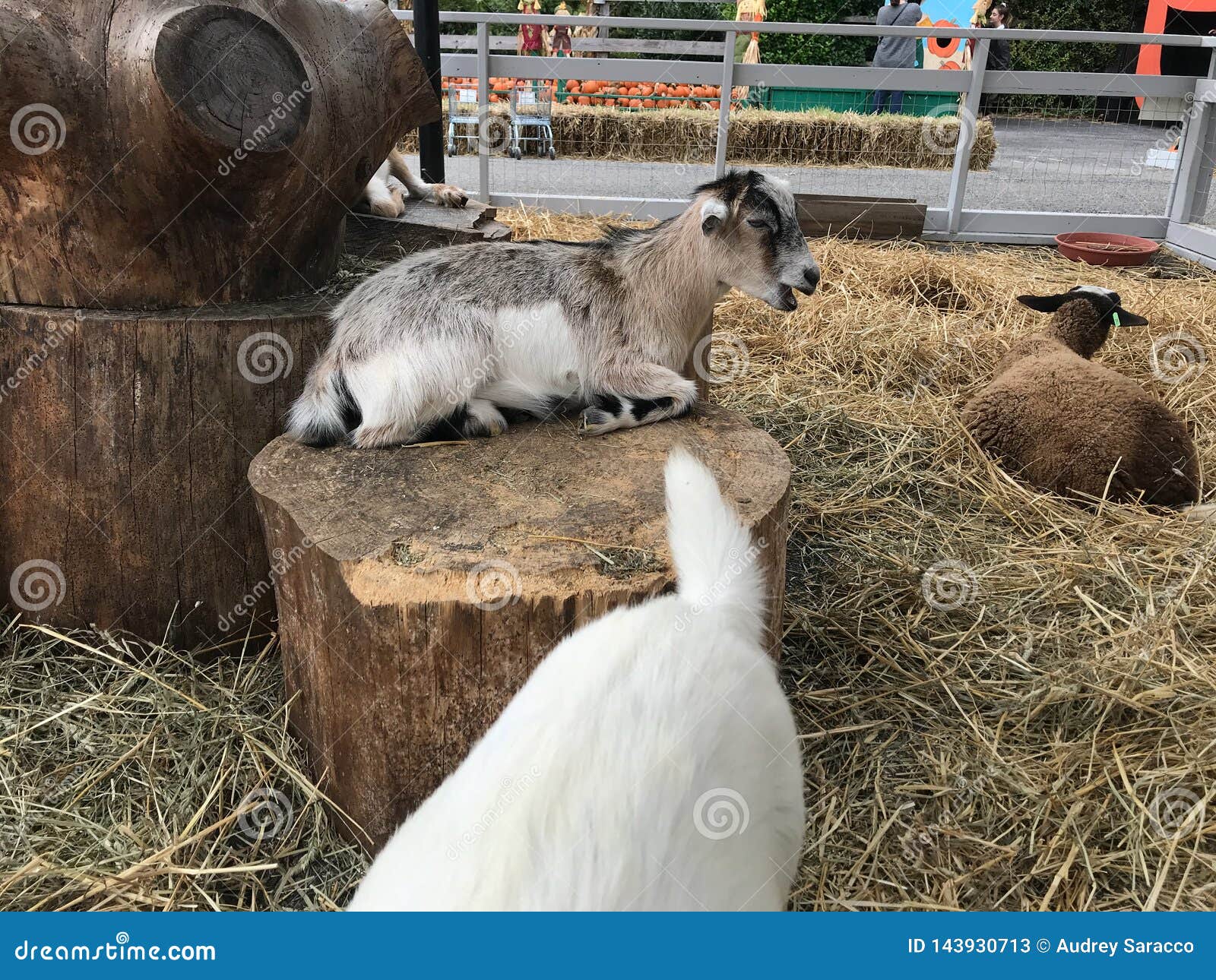 Pig, sheep and goats stock image. Image of outdoor, happiness - 143930713