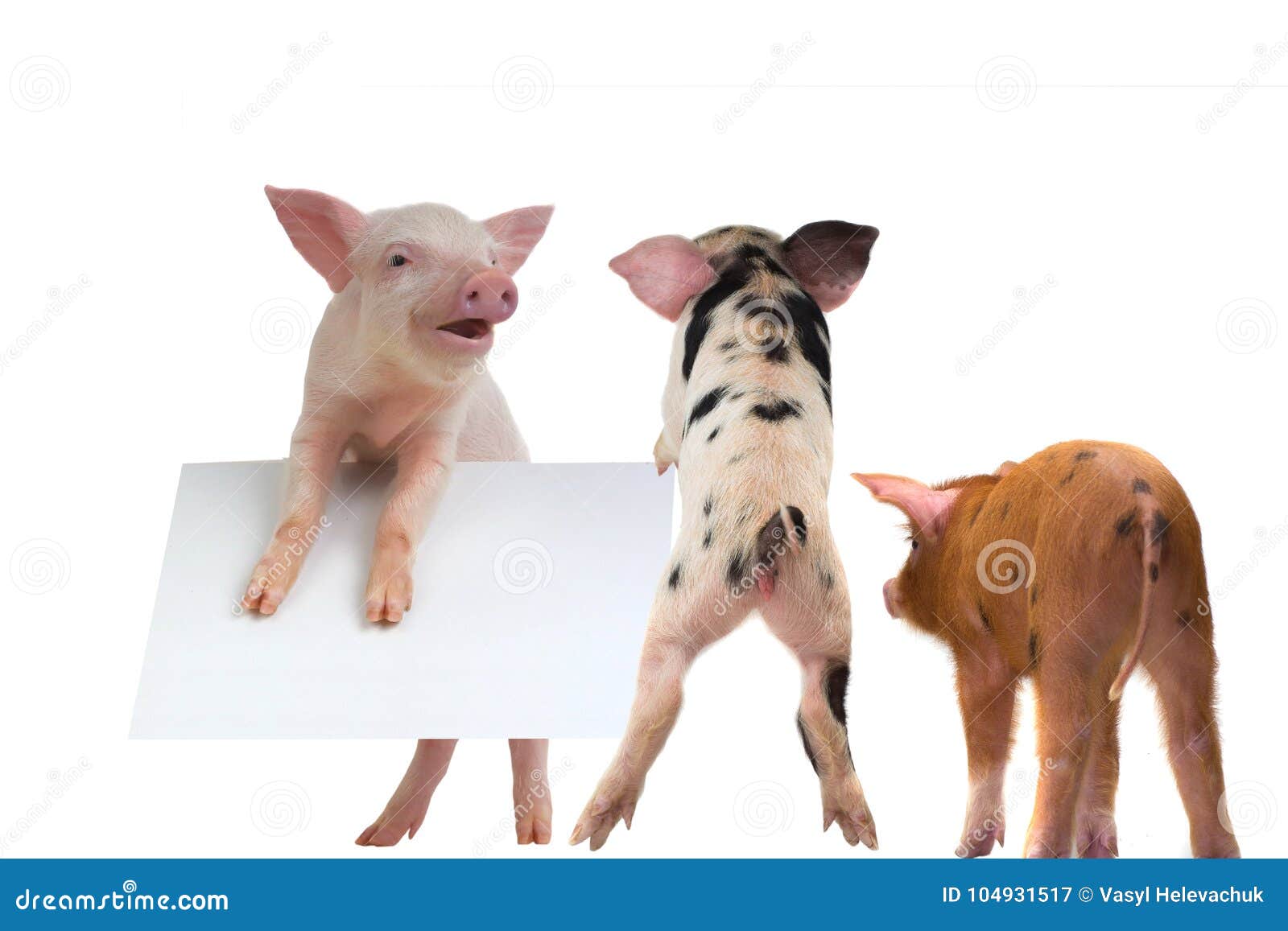 Pig with Sheet for a Text Writing Stock Image - Image of pink, fluffy ...