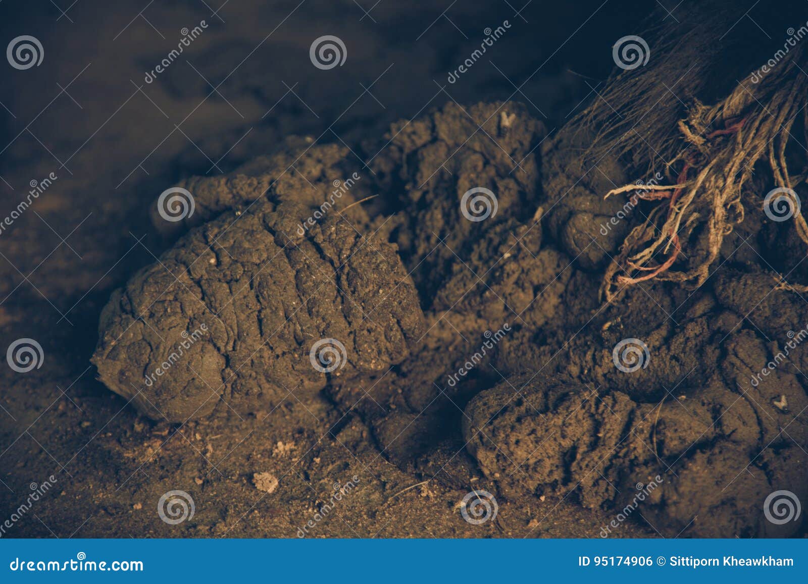 Pig shit fertilizer stock photo. Image of compost, icon - 95174906