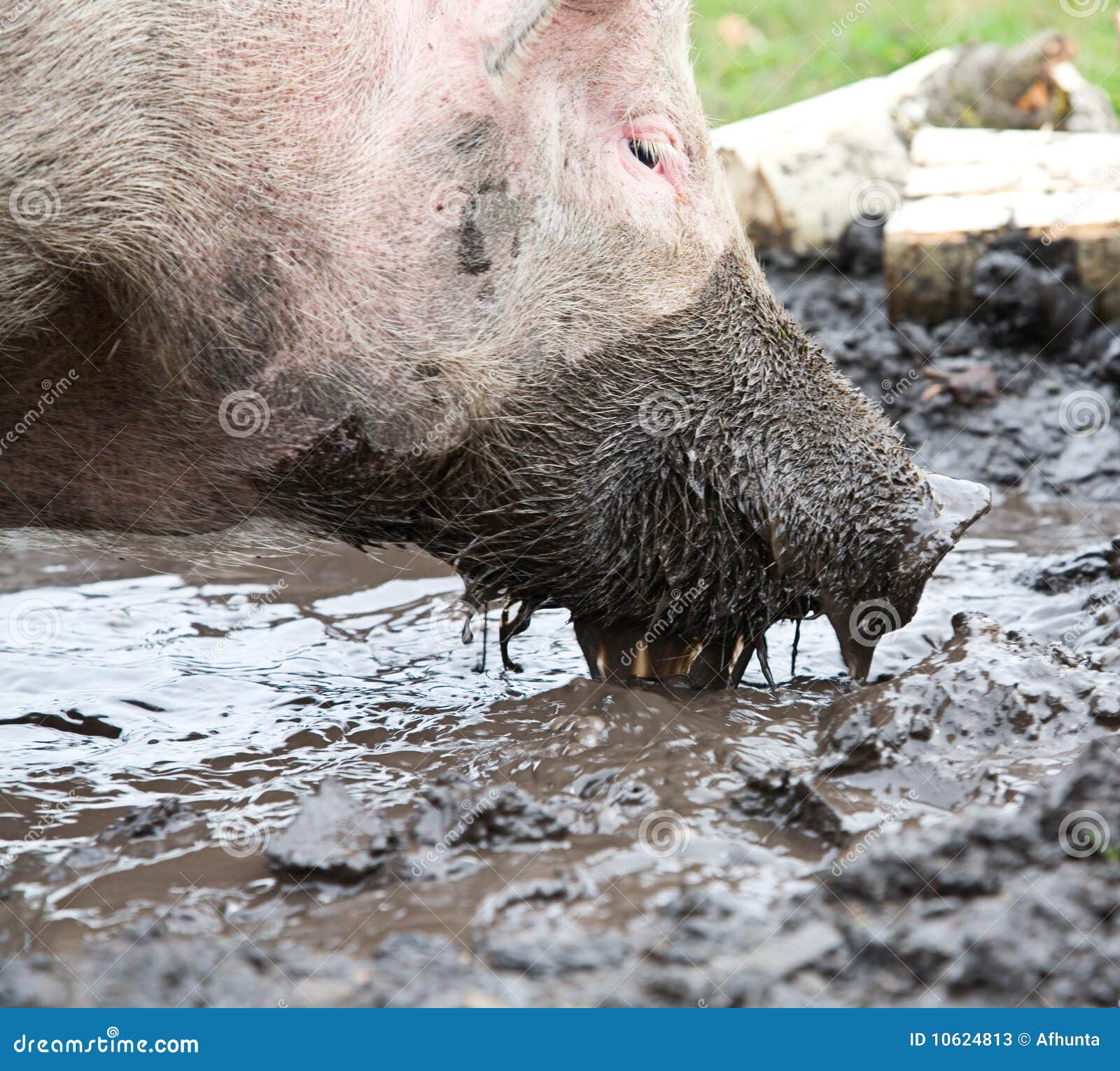Pig sifting through puddle stock image. Image of animal - 10624813