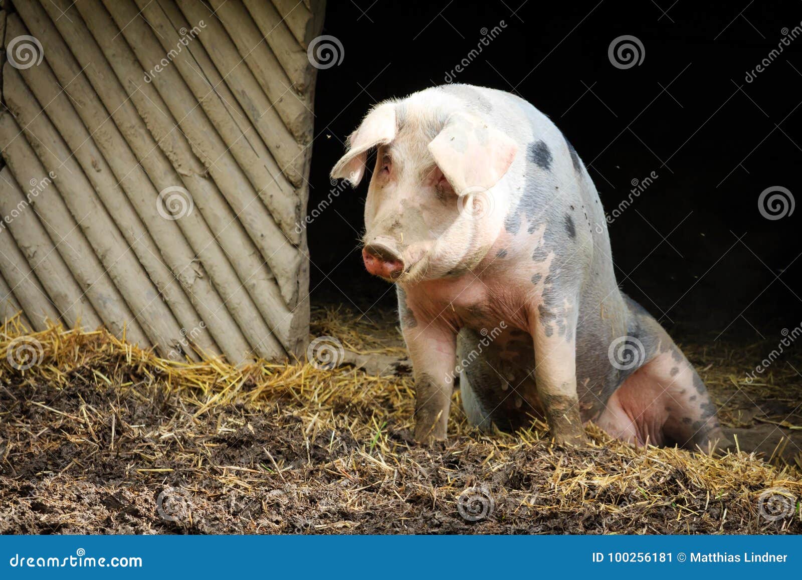 Pig Sitting on the in Front of a Hut Stock Image - Image of animal ...