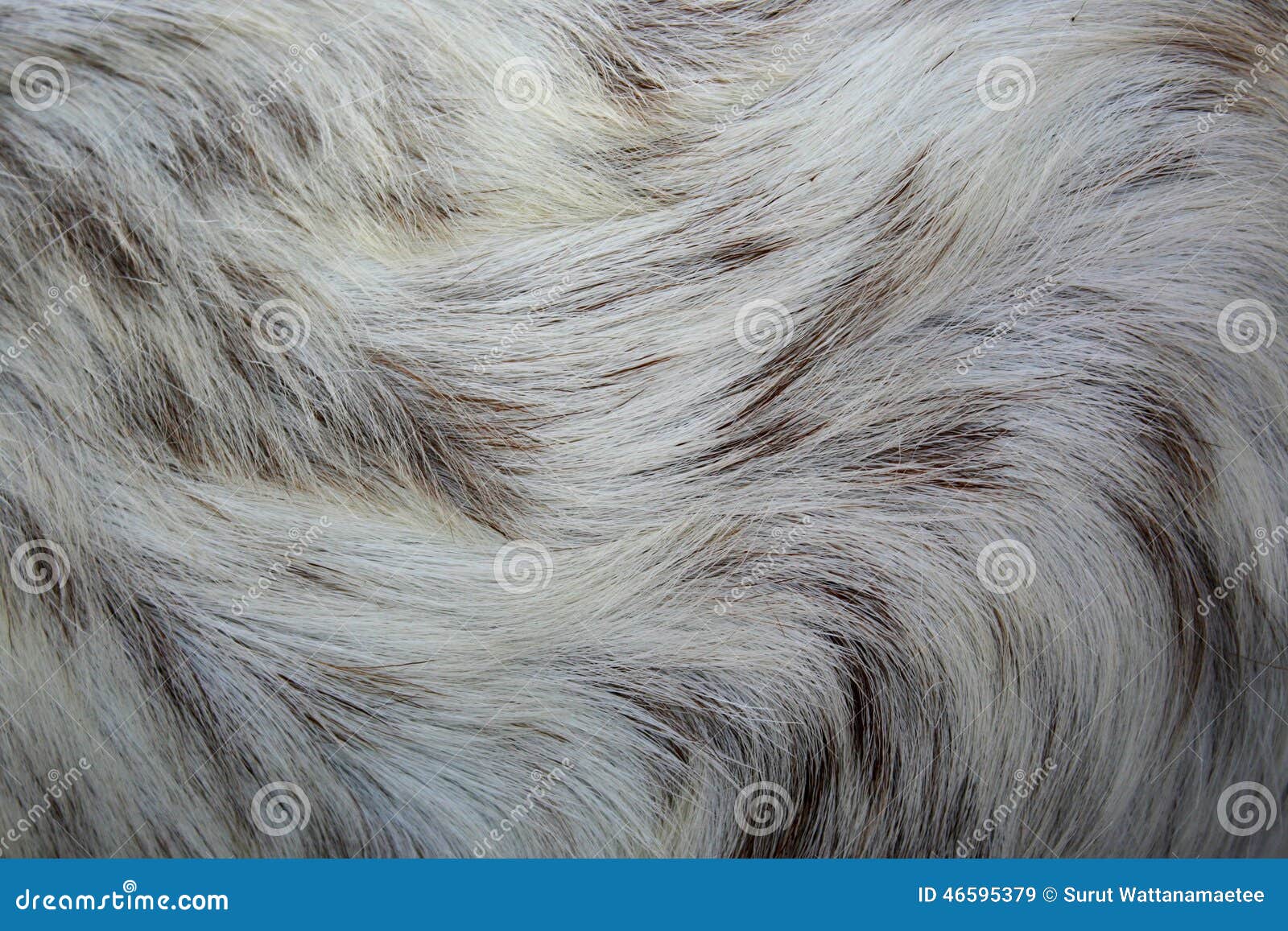 Pig skin as background stock image. Image of boar, grey - 46595379