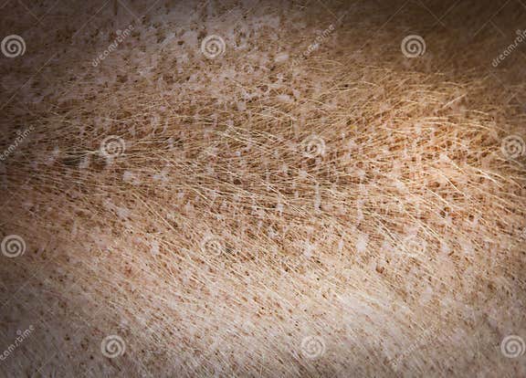 Pig skin texture stock image. Image of skin, boar, close - 25299497
