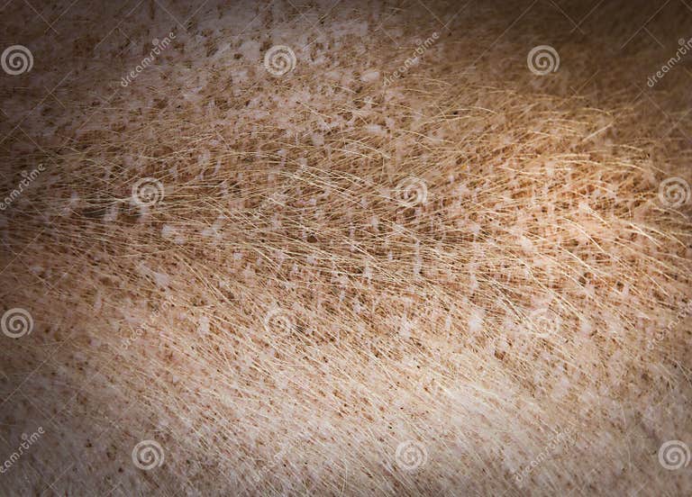Pig skin texture stock image. Image of skin, boar, close - 25299497