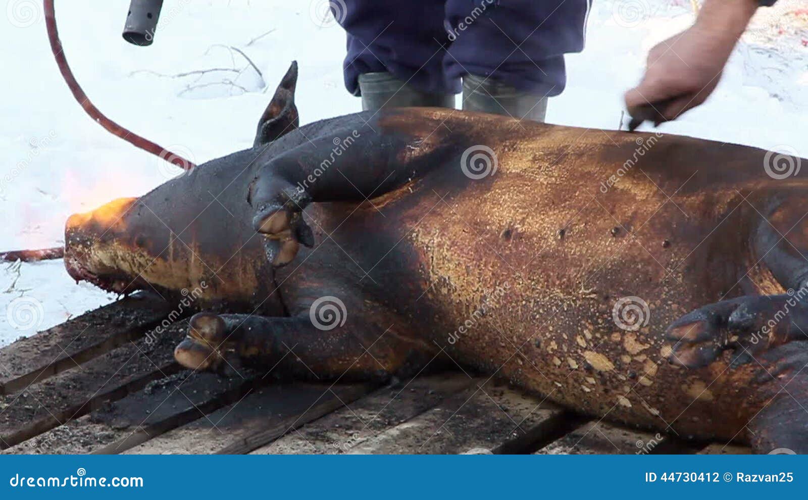 Pig slaughter stock footage. Video of ecology, butcher - 44730412