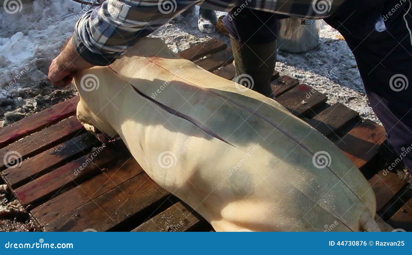 Pig slaughter stock footage. Video of head, farmer, food - 44730876