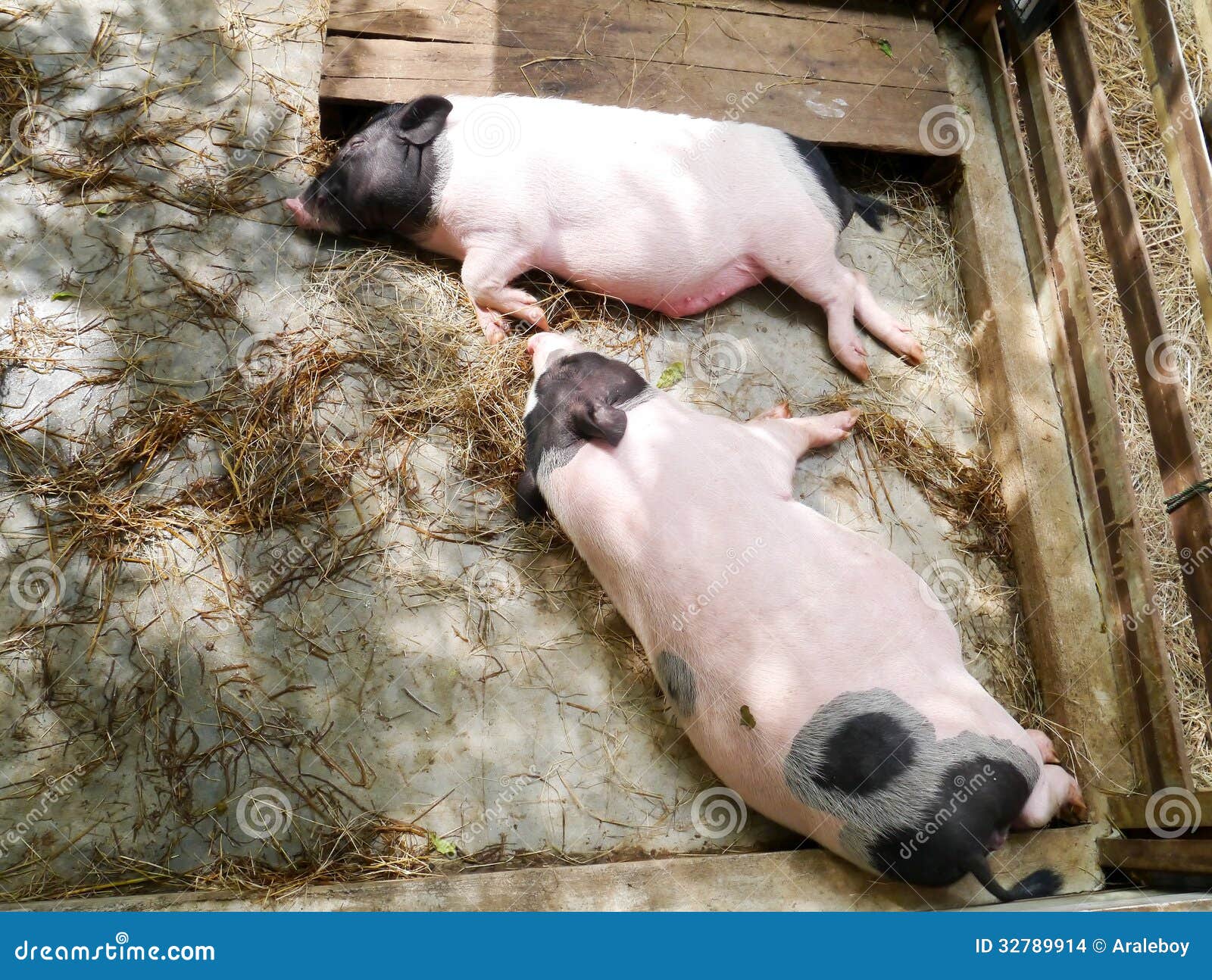 Pig sleep. stock photo. Image of nature, hairy, wild - 32789914