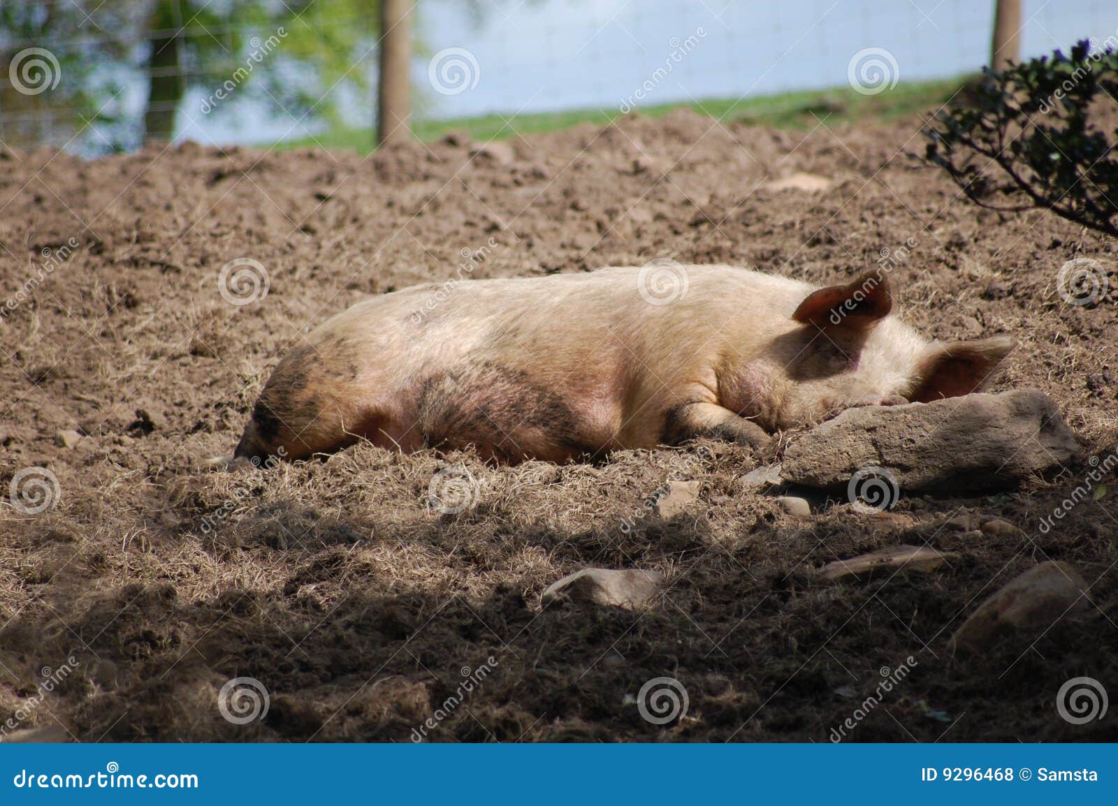 Pig Sleeping stock photo. Image of farm, sleeping, porker - 9296468