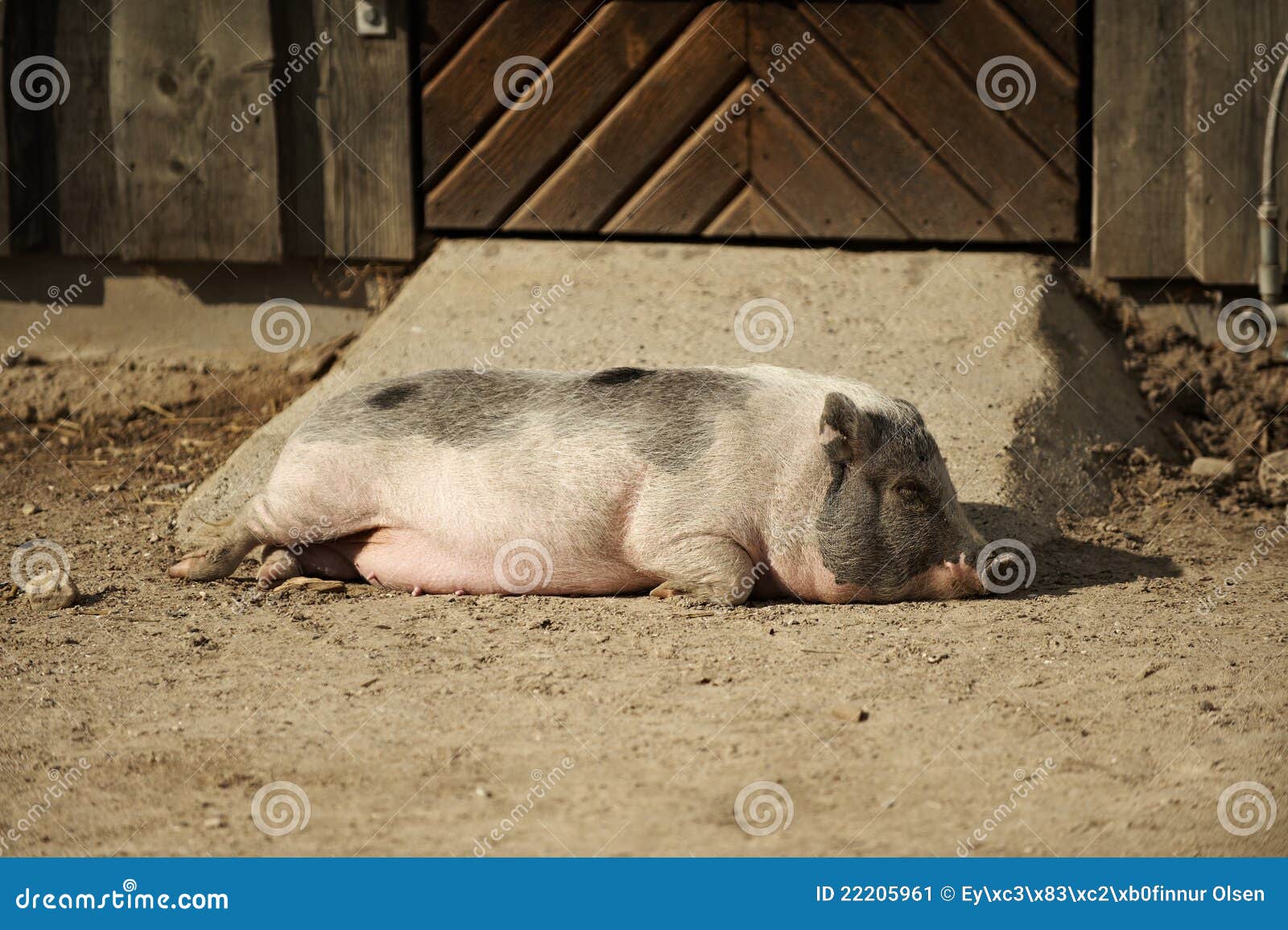 Pig Sleeping in the Afternoon Sun Stock Image - Image of grey, portrait ...