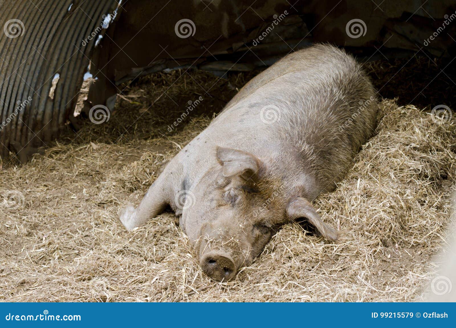 Pig stock image. Image of australia, boar, lashes, bristtles - 99215579