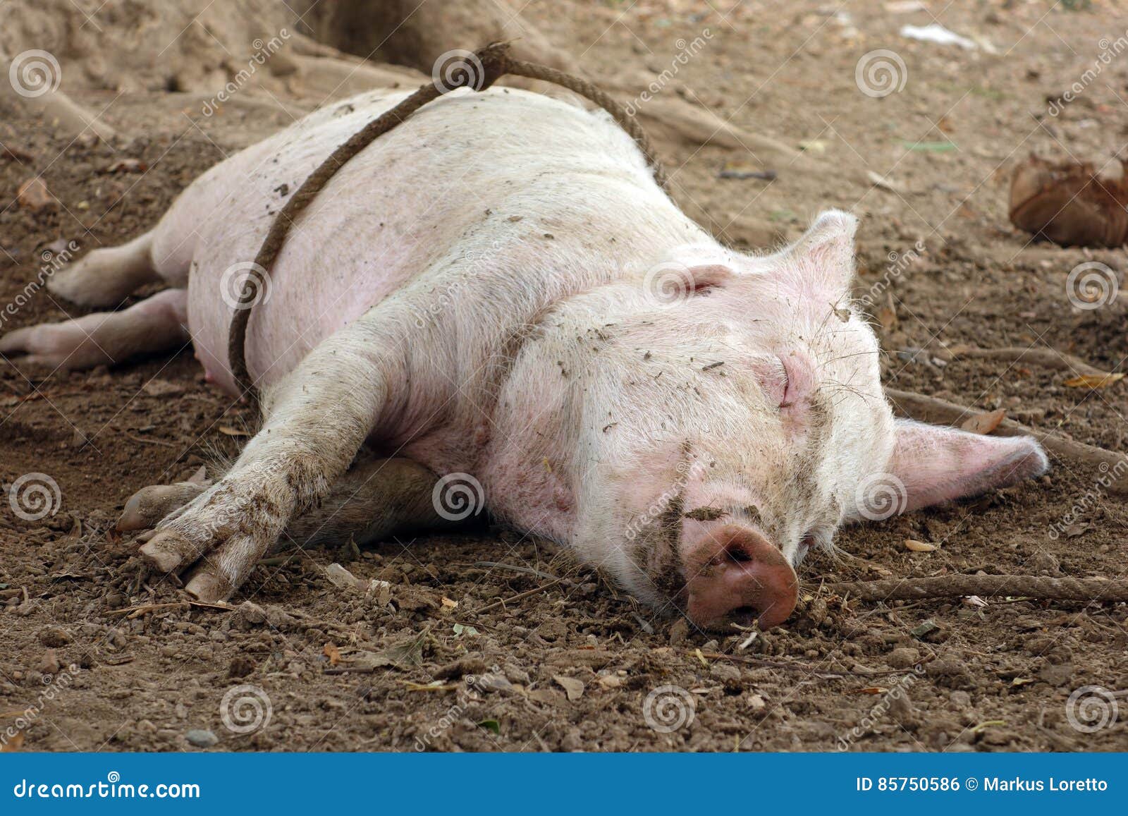 Pig sleeping in mud stock photo. Image of dirty, adorable - 85750586