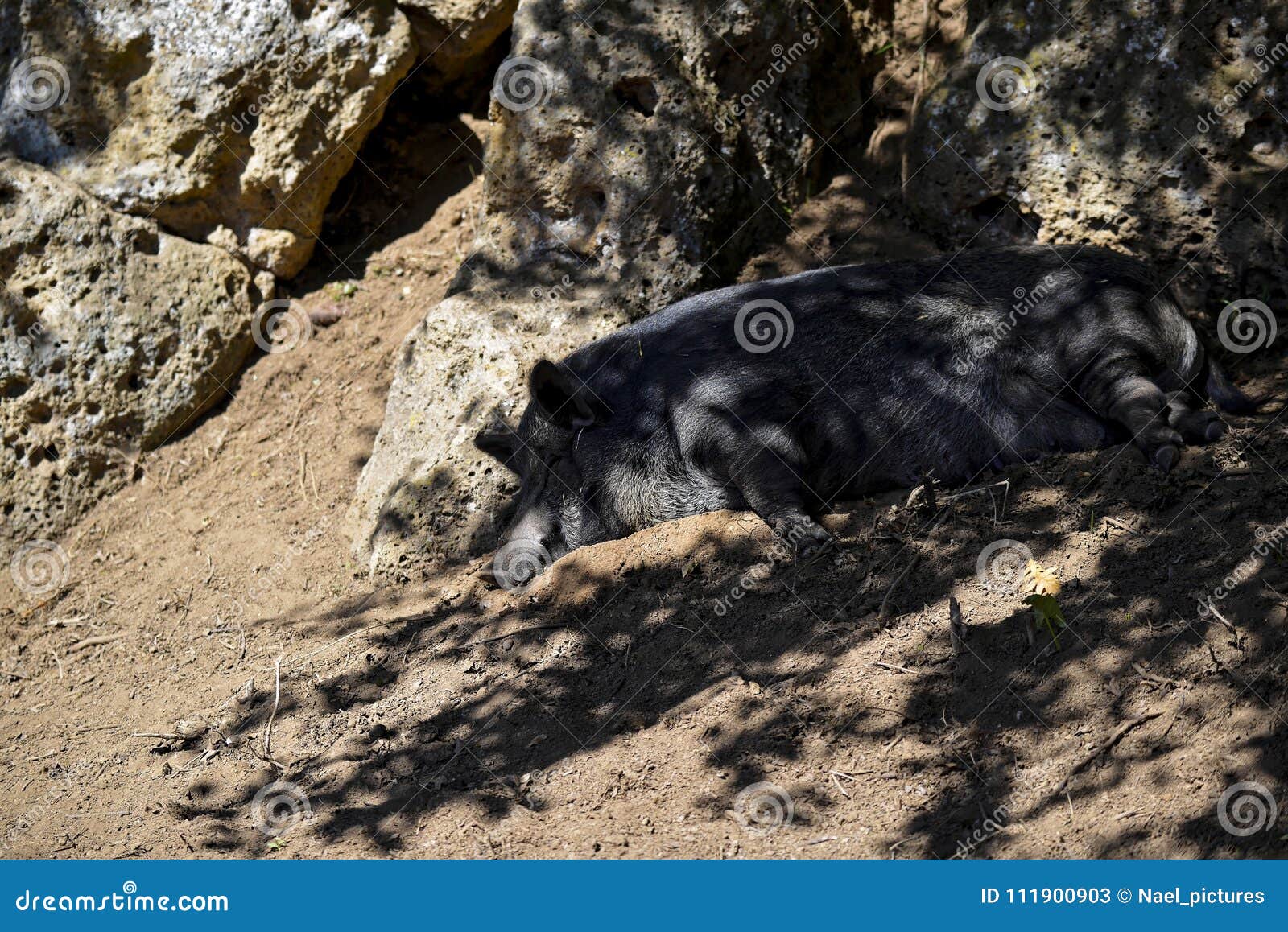 Pig sleeping in the shade stock image. Image of shadow - 111900903