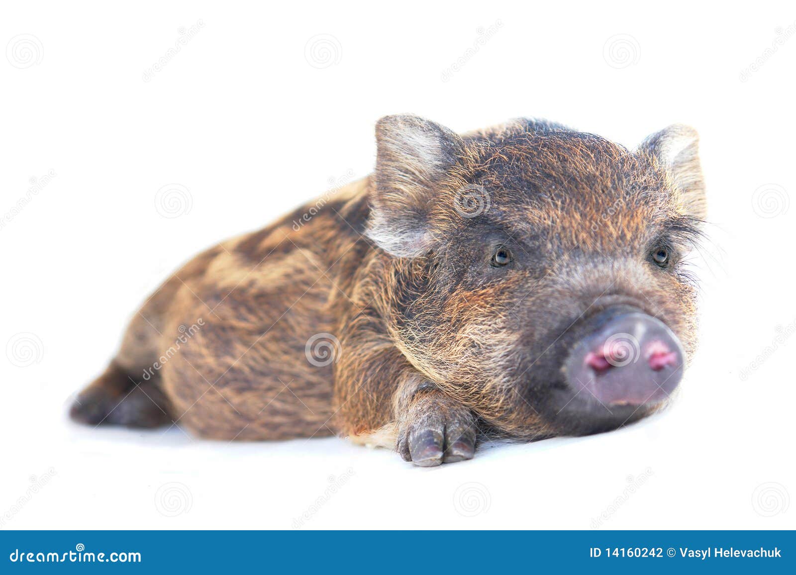Pig small stock photo. Image of wildlife, home, clean - 14160242