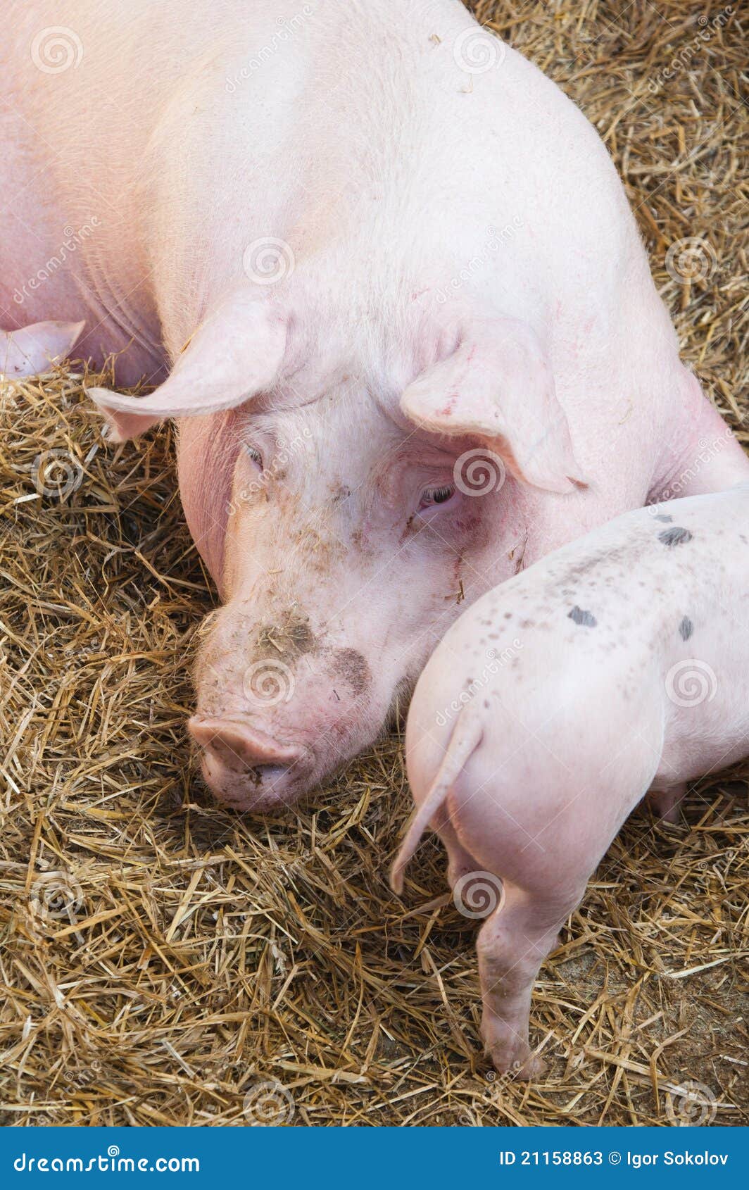 Pig and small pink pigs stock image. Image of offspring - 21158863