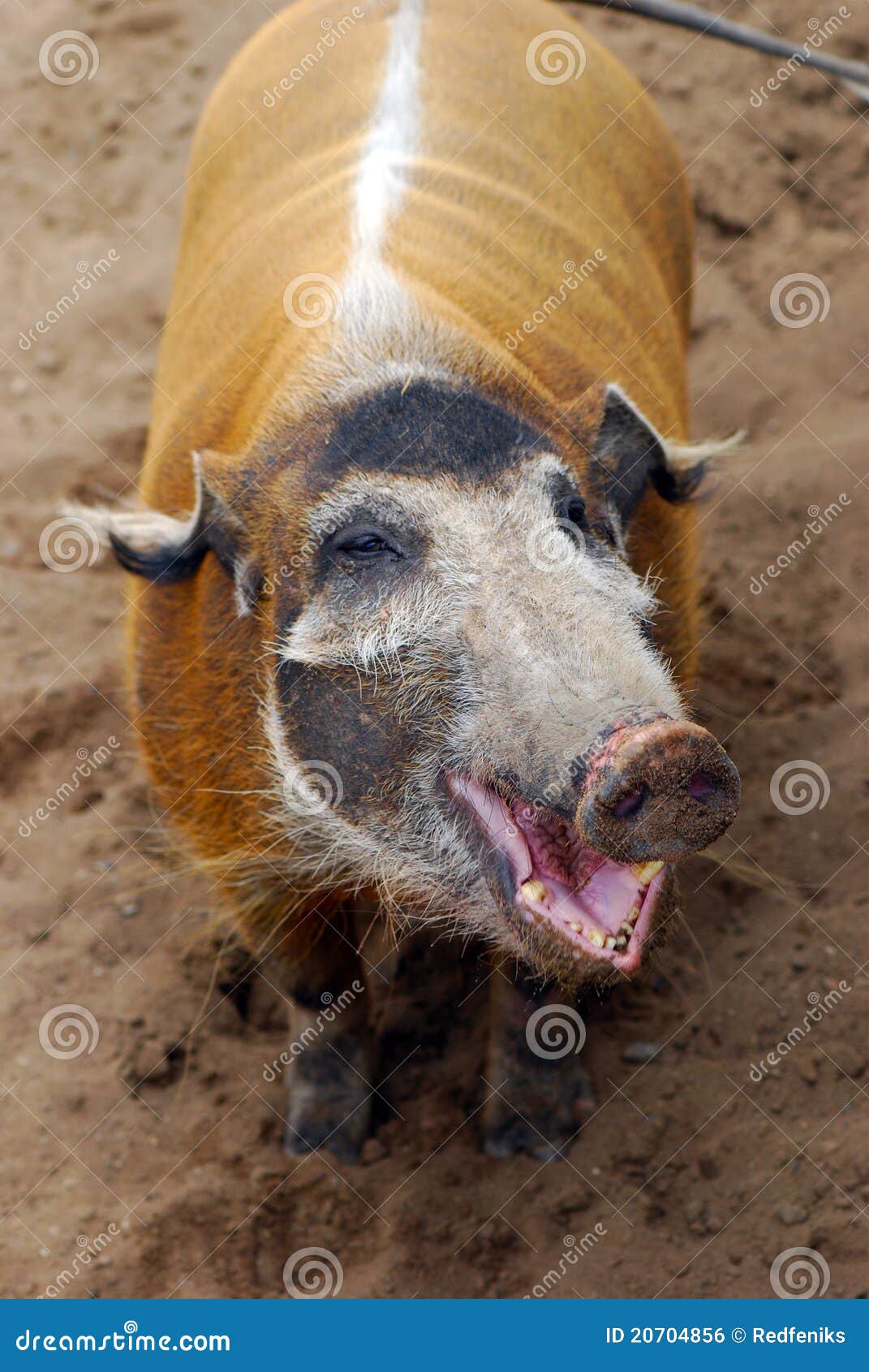 Pig smiles stock photo. Image of piggy, pretty, mammal - 20704856