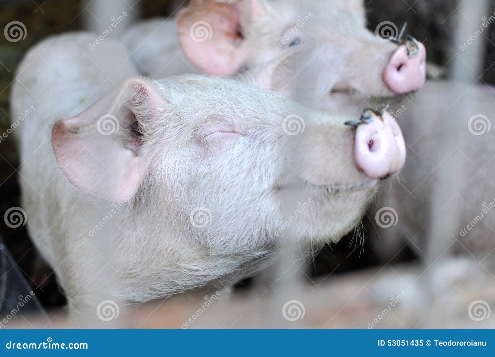 Pig smiling stock image. Image of grunter, mammals, grunt - 53051435
