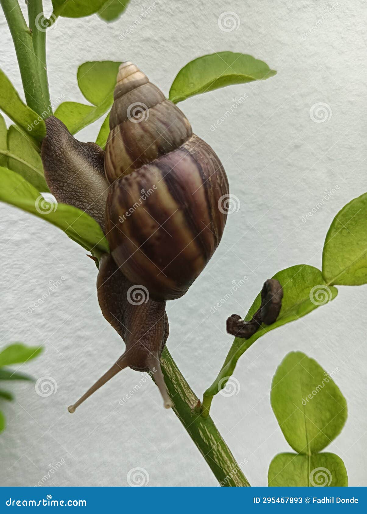 A Pig Snail is Walking Down from a Kaffir Lime Tree with Close Up View Stock Image - Image of ...