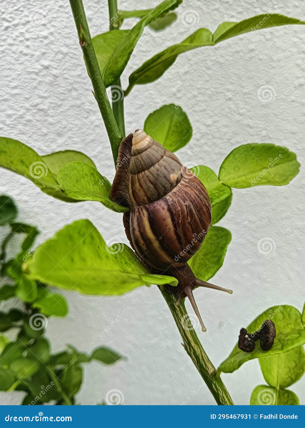 A Pig Snail is Walking Down from a Kaffir Lime Tree from Top View Stock ...