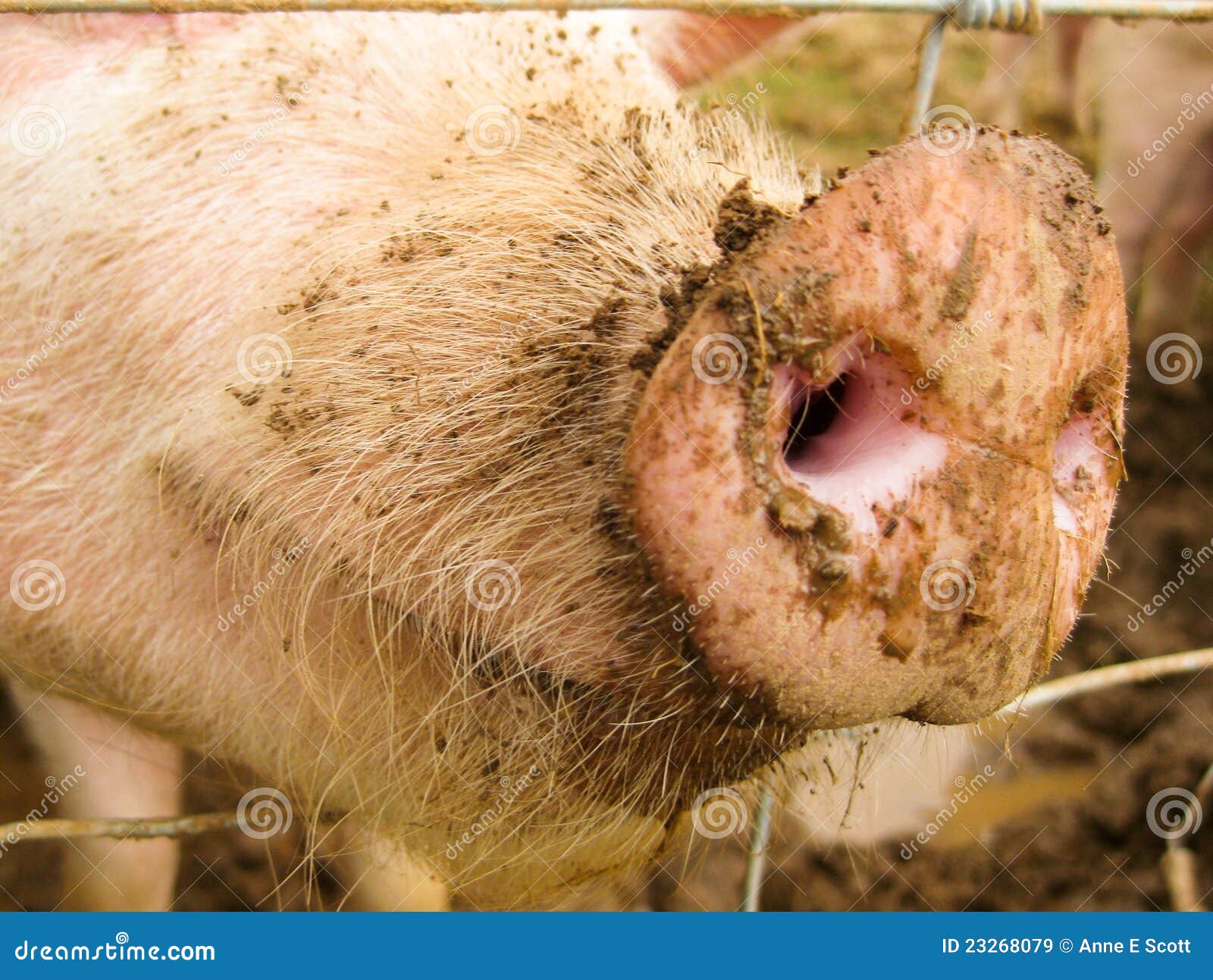 Pig snout stock image. Image of nose, nosey, smell, nature - 23268079
