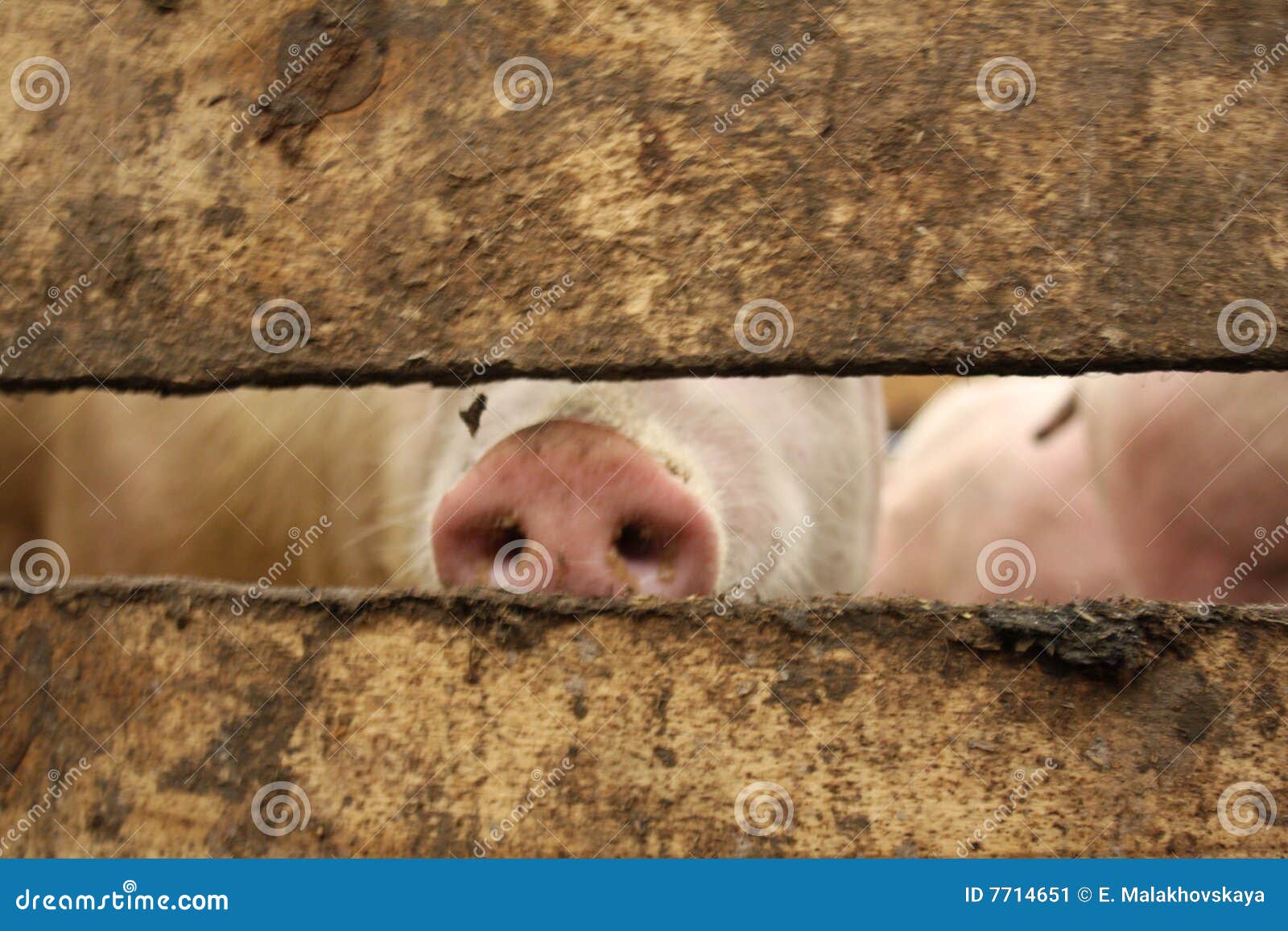 Pig snout stock image. Image of mammal, sniff, enclosure - 7714651