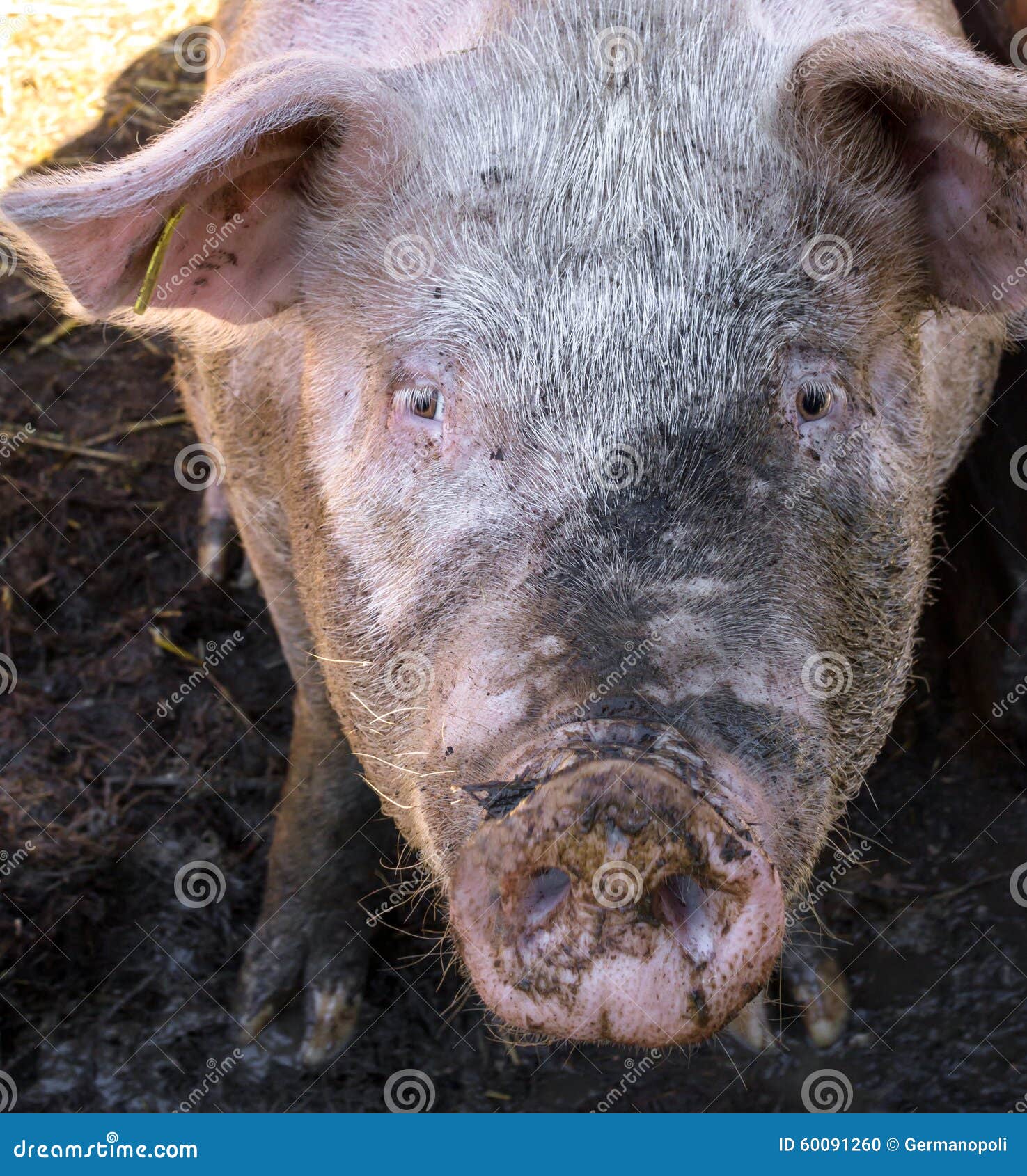 Pig snout stock photo. Image of nature, view, cute, snout - 60091260